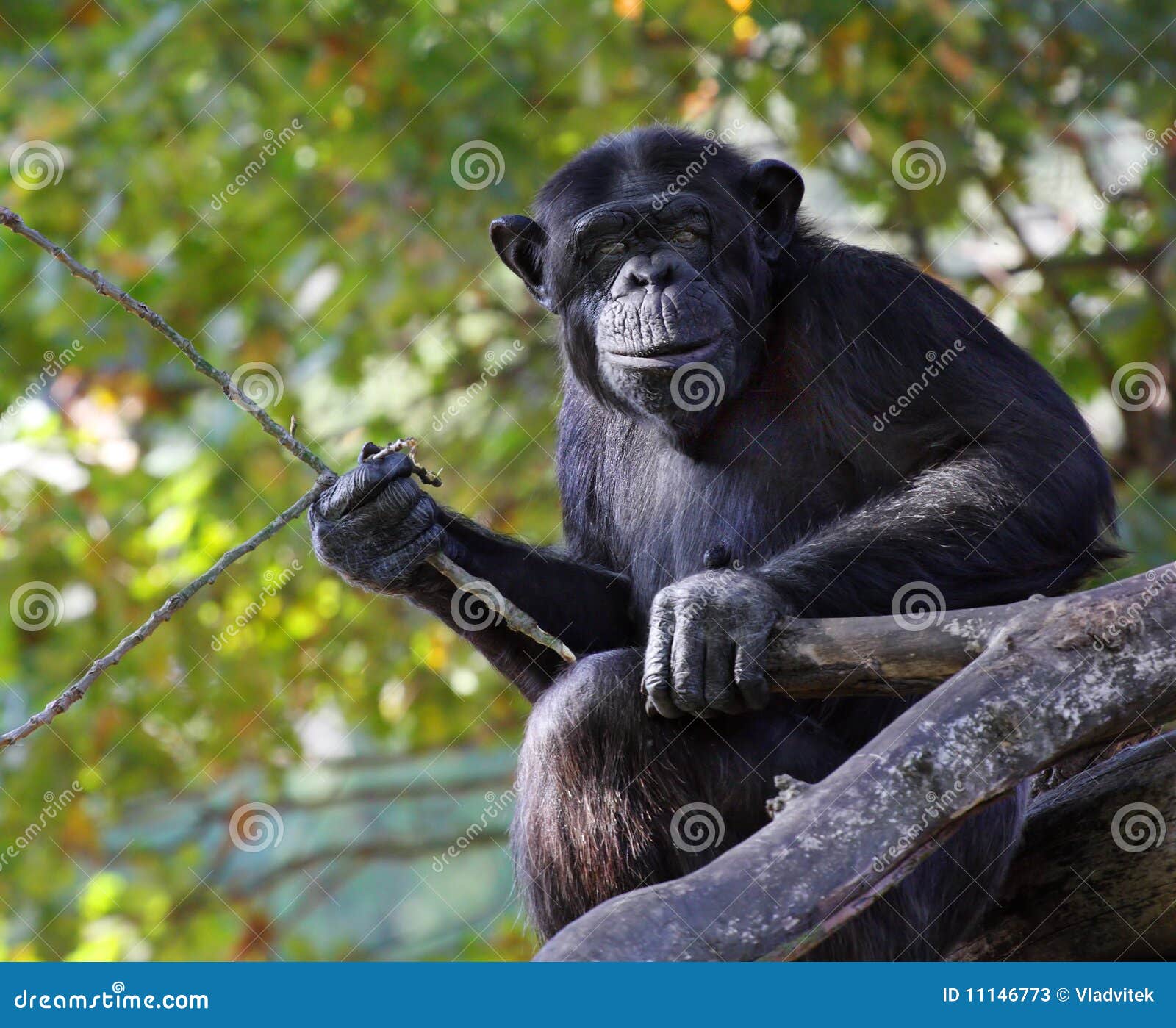 Portrait of a Adult Chimpanzee Stock Image - Image of portrait, jungle ...