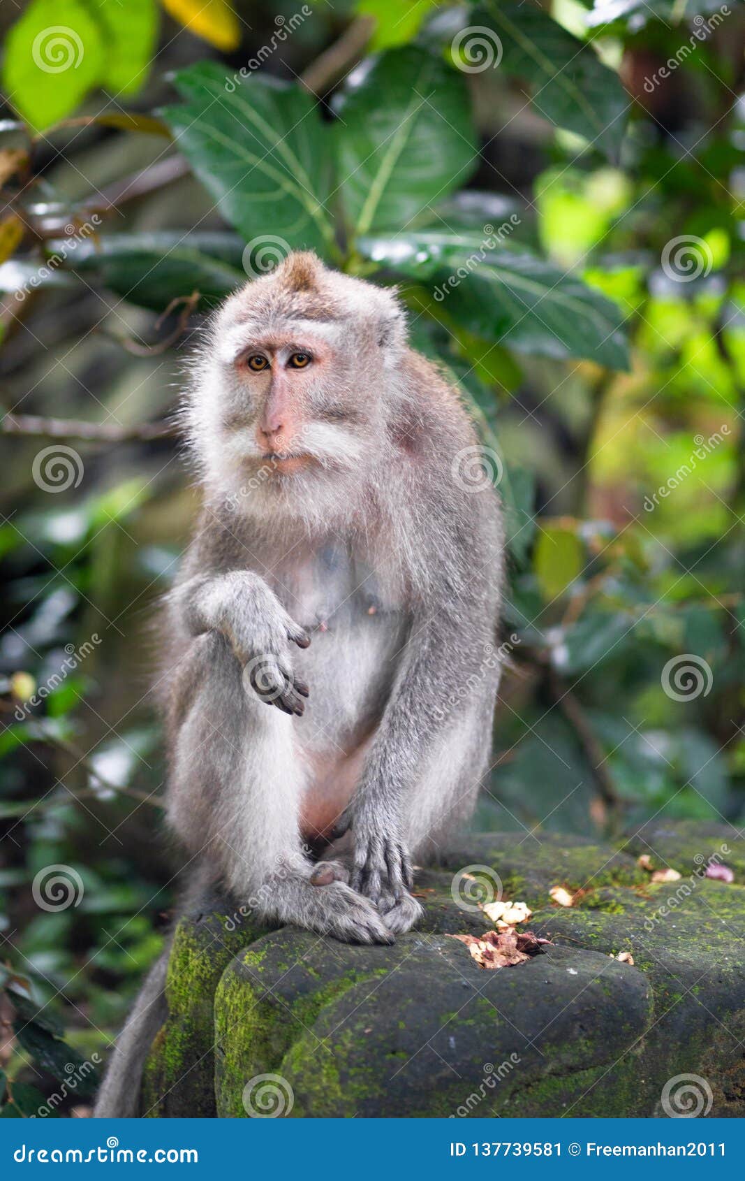 An Adult Macaque Monkey Sits On The Trunk Of A Tree With Its Legs ...