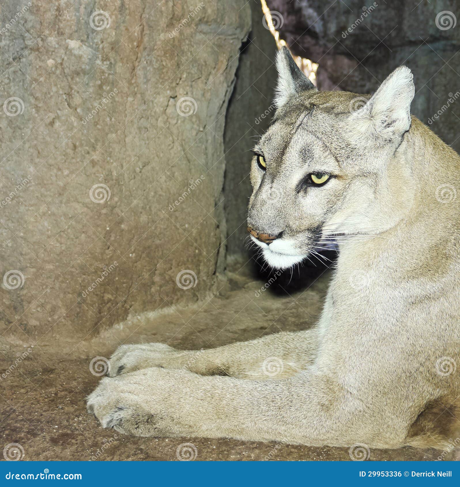 A Mountain Lion in Its Den Portrait Stock Photo - Image of cats, puma ...