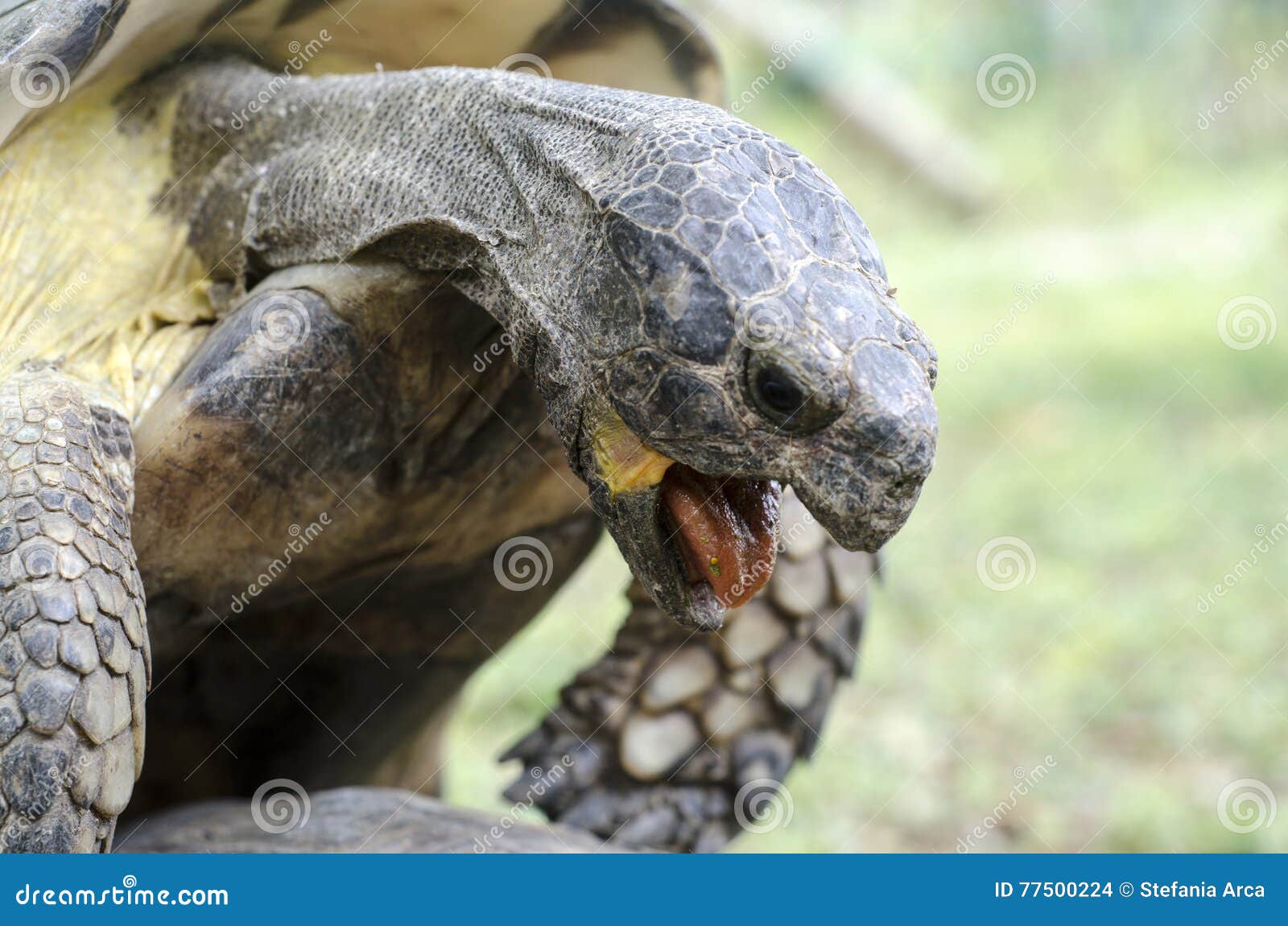 Portrait of an Adult Turtle Stock Photo - Image of species, ancient ...