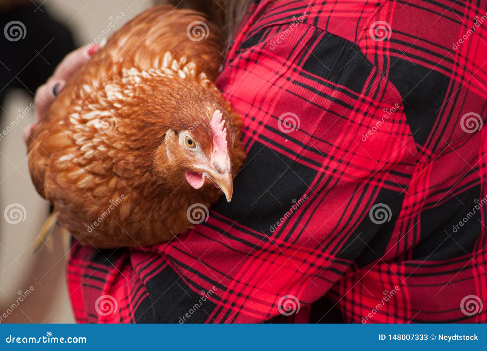 Chicken in Arms before Adoption Stock Image - Image of chickens, meadow ...
