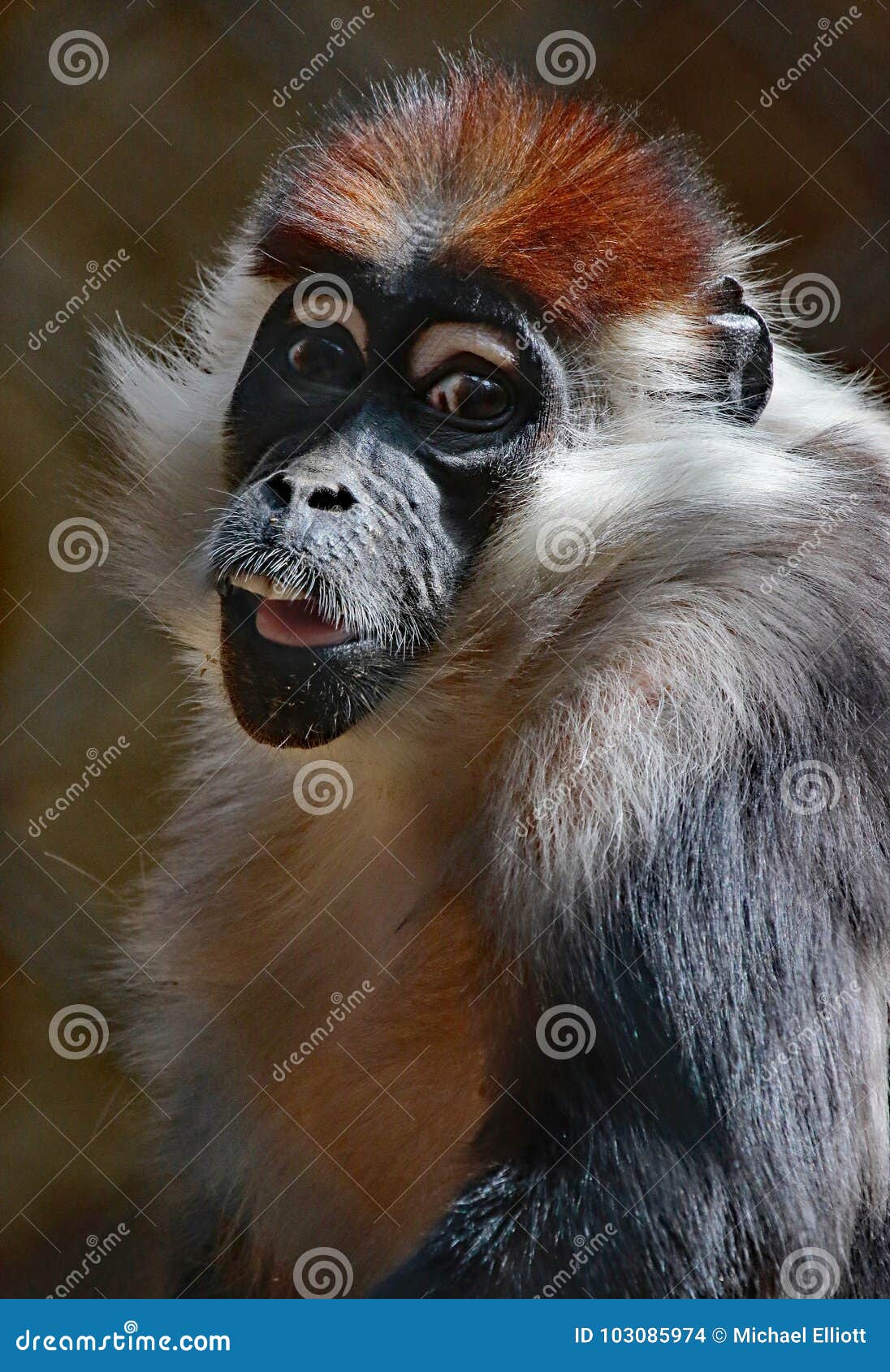 Portrait Africain De Visage De Singe Photo stock - Image du expression ...