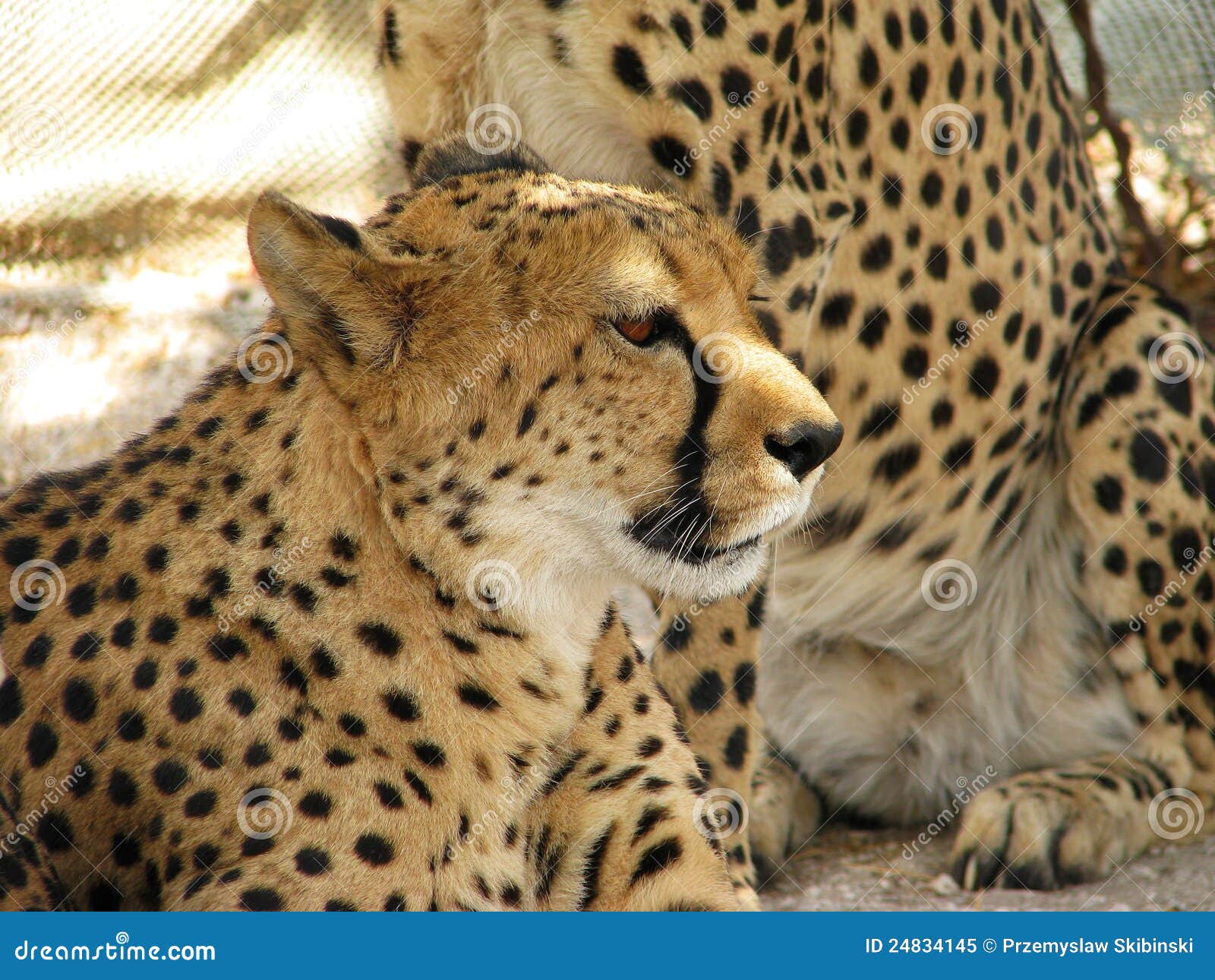 Portrait of an African Cheetah Stock Image - Image of wild, carnivore ...