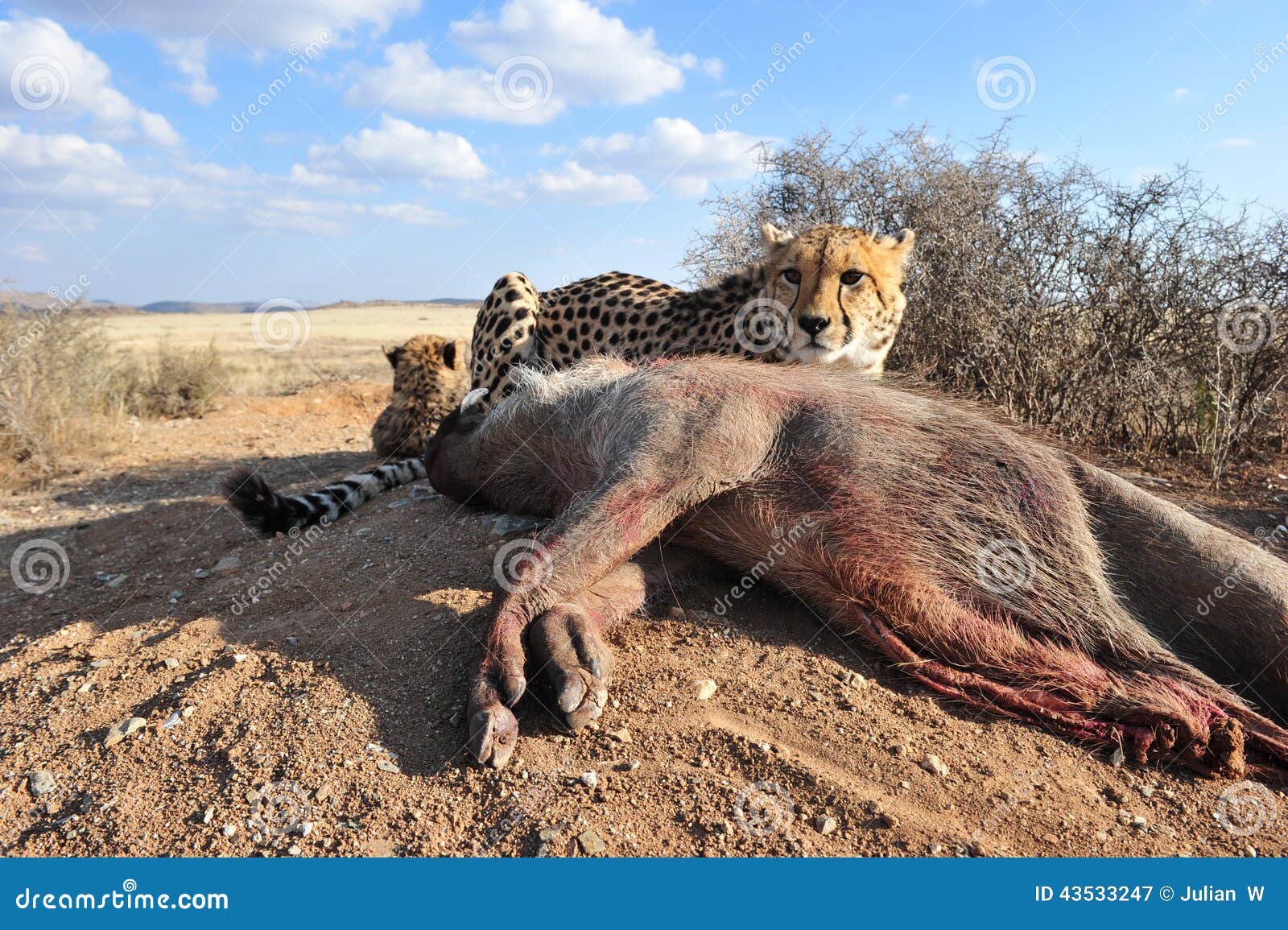 Portrait of an African Cheetah Guarding Its Meal Stock Image - Image of ...