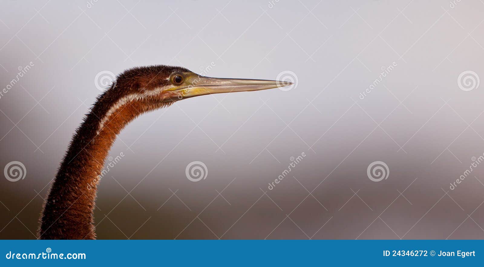 Portrait of the African Darter Stock Photo - Image of equator, birds ...