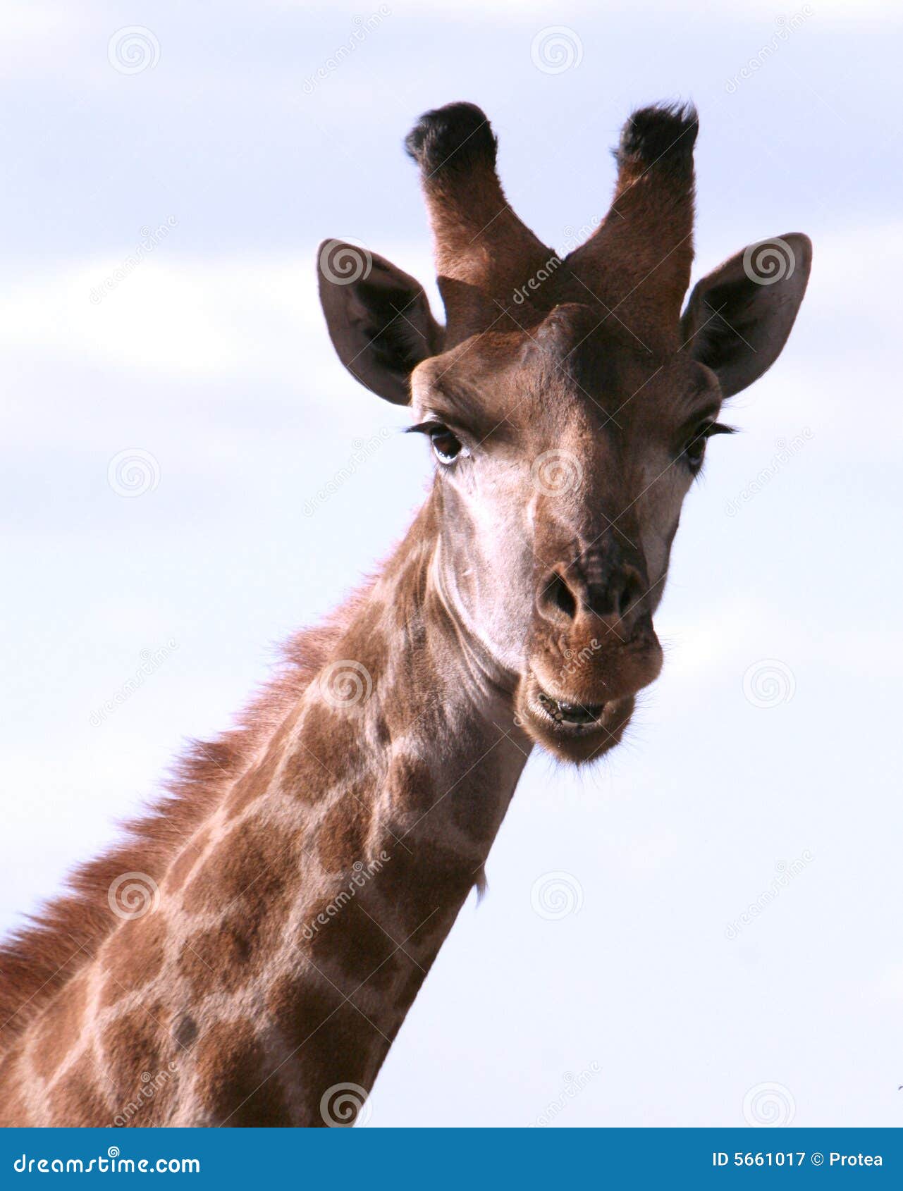 Portrait of an African Giraffe Stock Image - Image of hiking, long: 5661017
