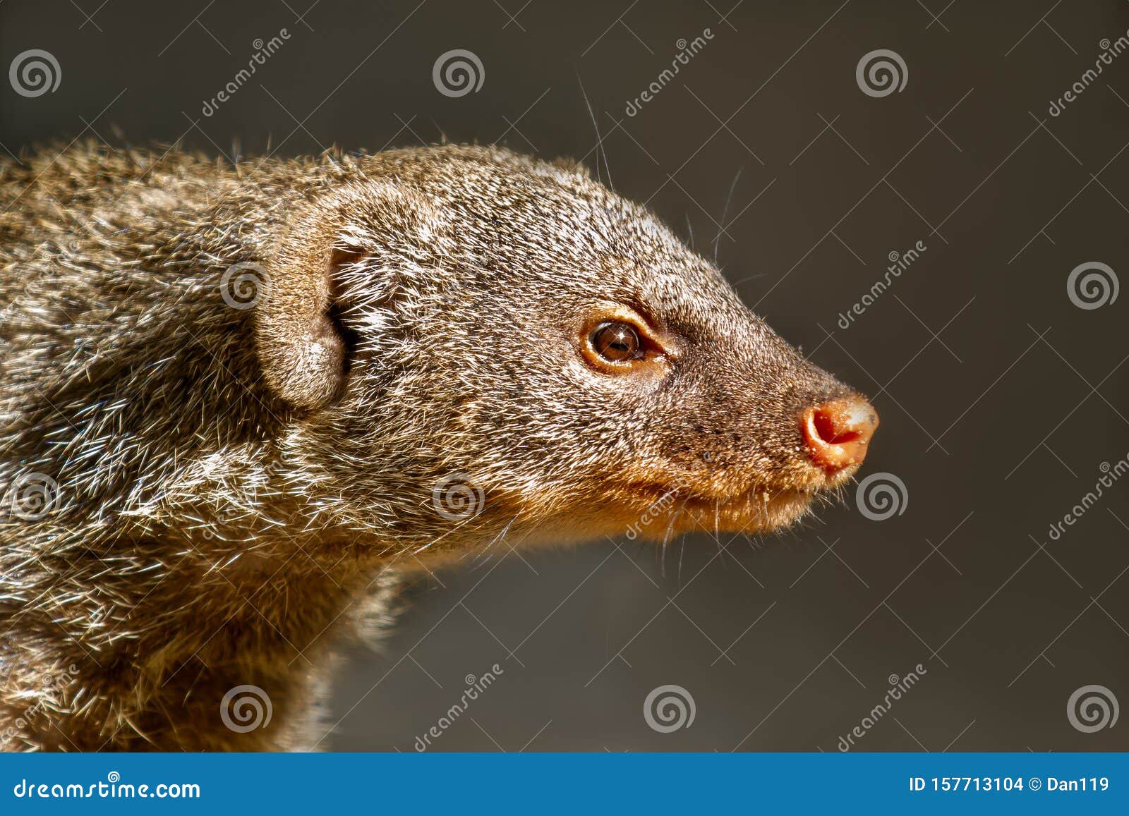 African Mongoose On A Tree Stump In A South African Game Reserve ...