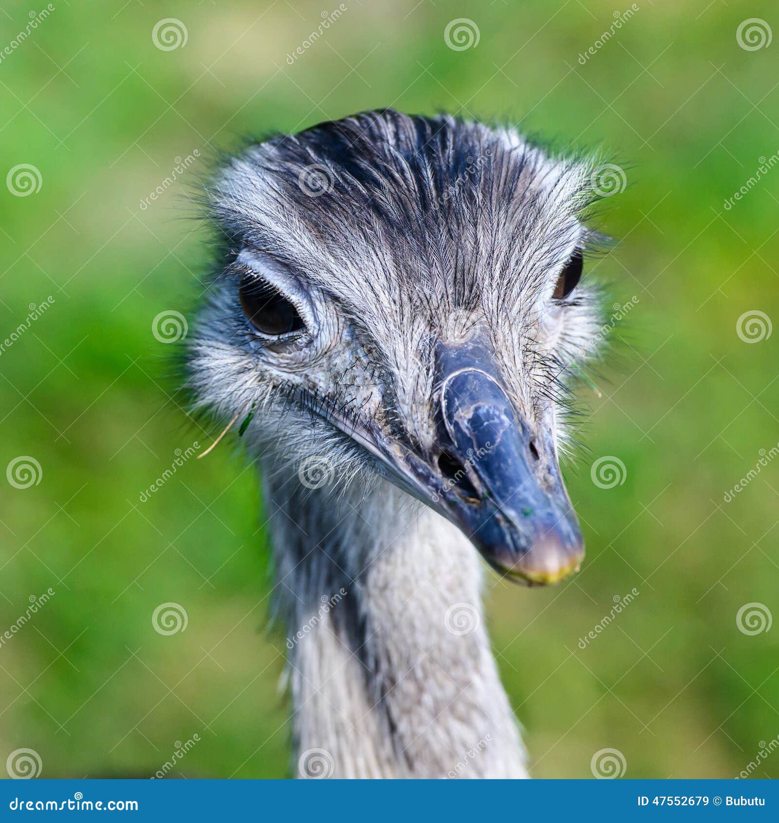 Portrait of African Ostrich (Struthio Camelus) Stock Image - Image of ...