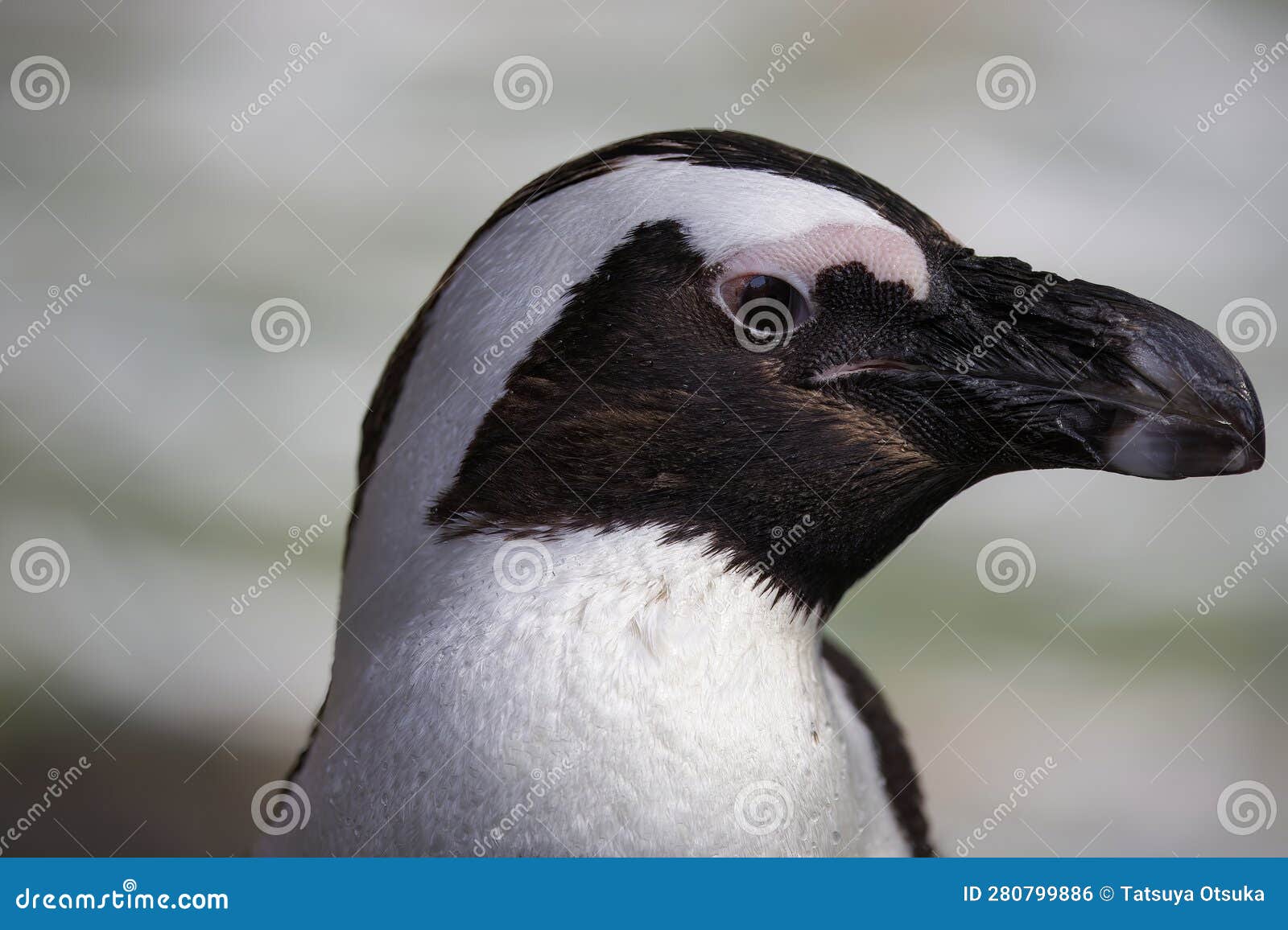 Portrait of African Penguin Face in Profile Stock Photo - Image of ...