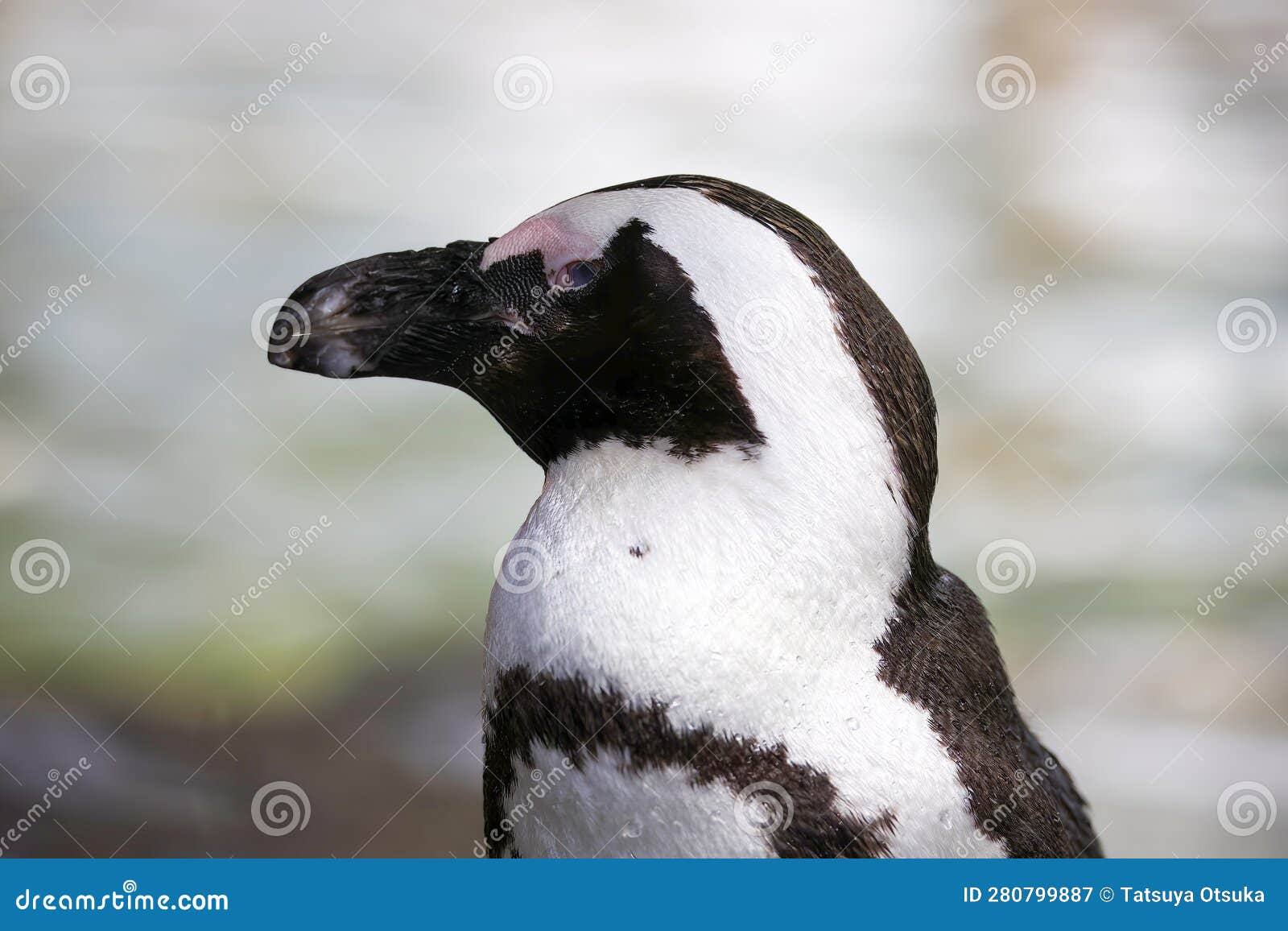 Portrait of African Penguin Face in Profile Stock Image - Image of ...