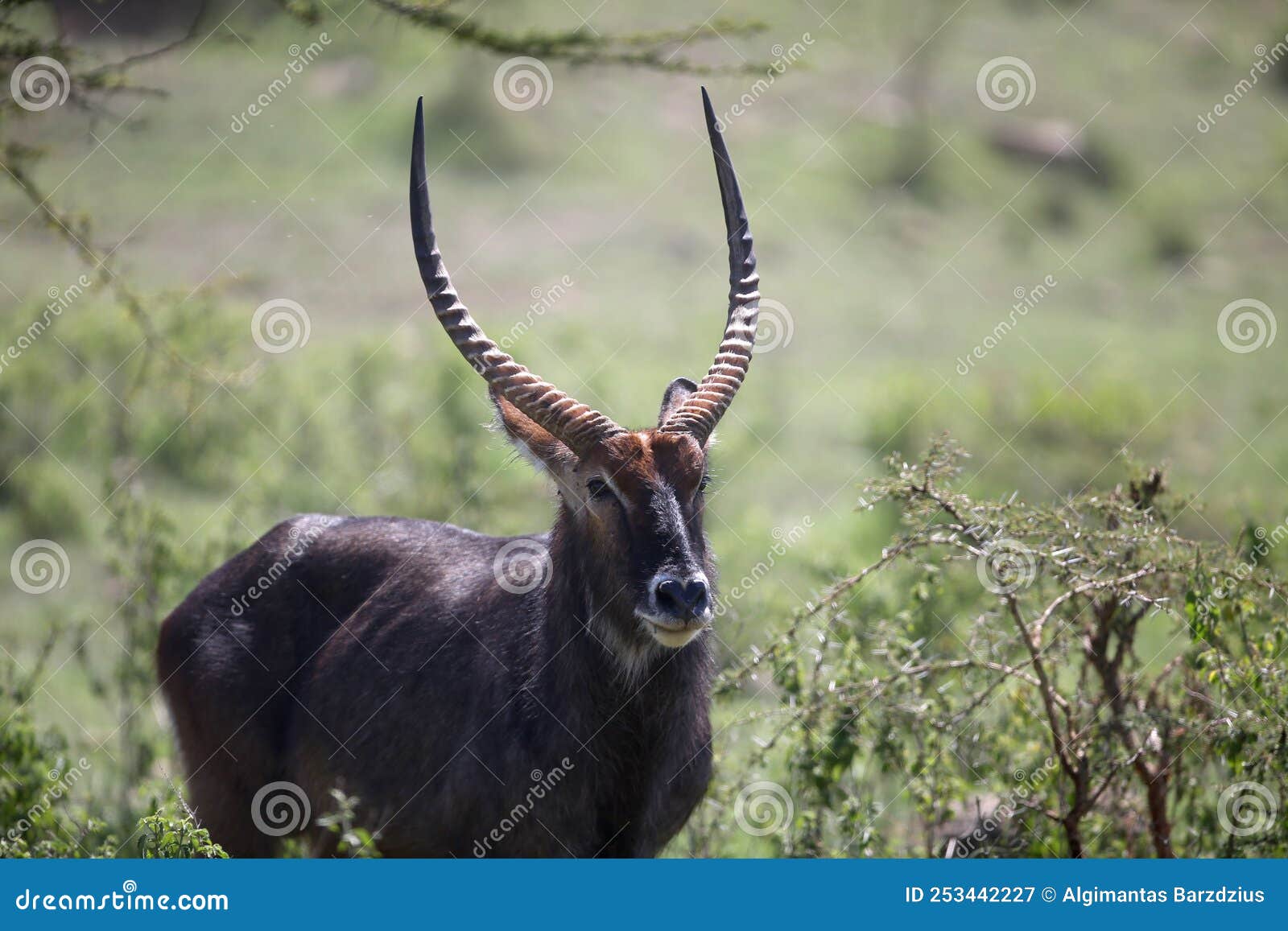 Portrait African of Waterbuck in Closeup Stock Image - Image of grass ...