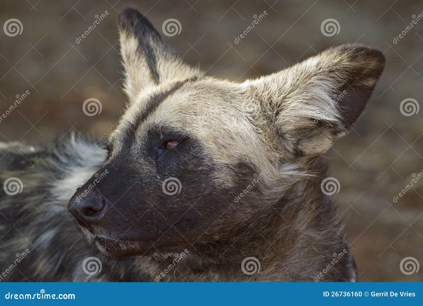 Portrait of African Wild Dog Stock Photo - Image of south, wildlife ...