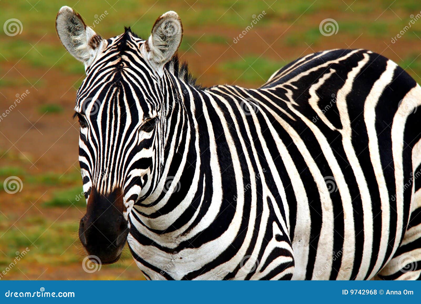 Portrait of African Wild Zebra Stock Photo - Image of graze, safari ...