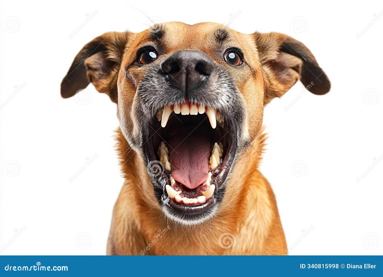 Portrait of Aggressive Barking Dog with Open Mouth Stock Illustration ...