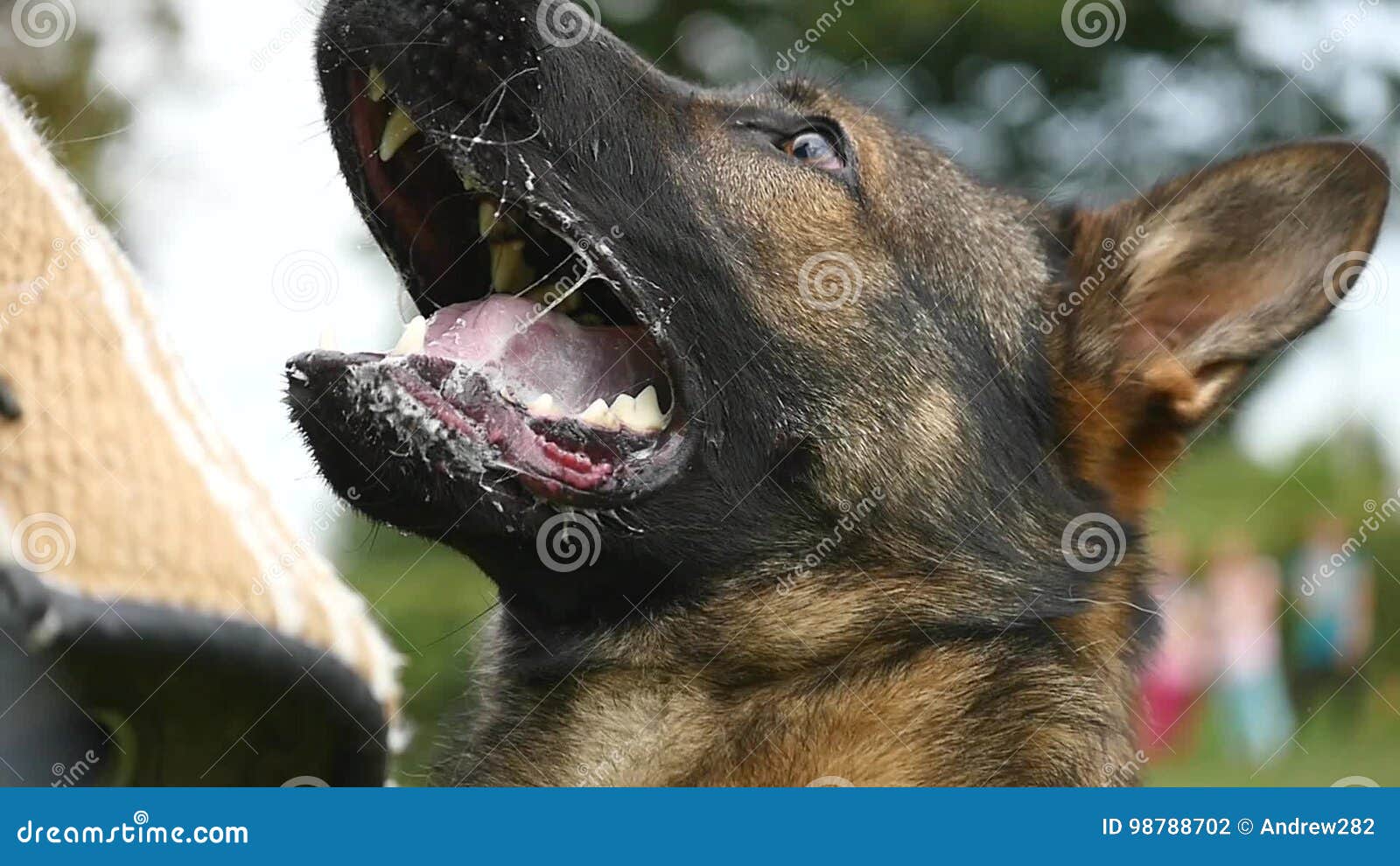 Portrait of an Aggressive Purebred German Shepherd Outdoors Stock ...