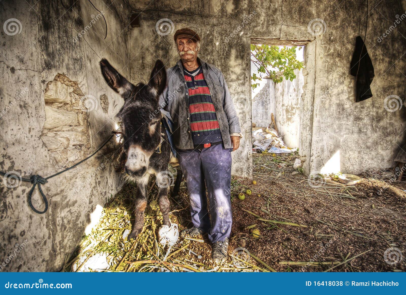 Portrait of an Agriculture Worker with His Donkey Stock Photo - Image ...