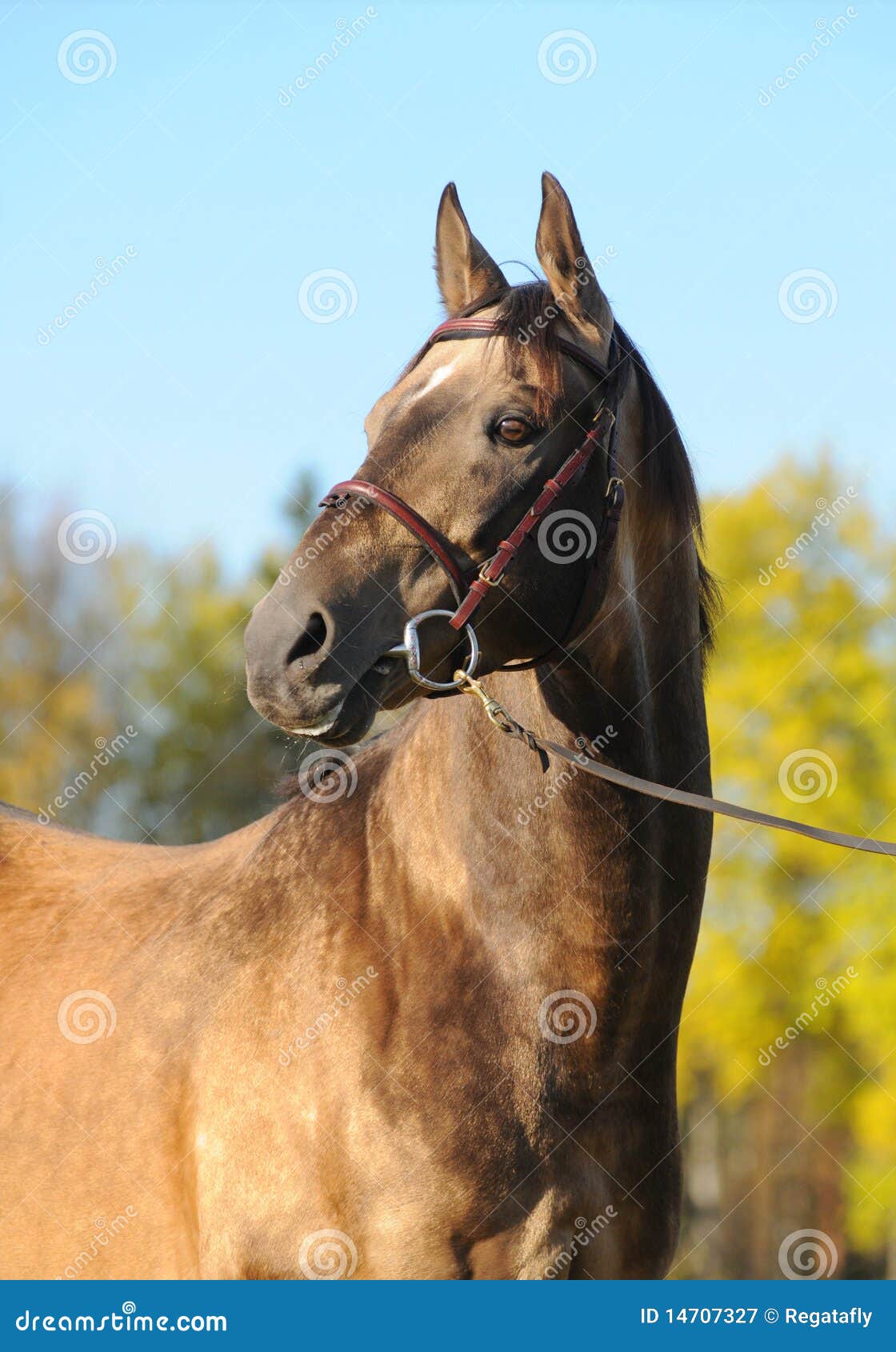 Portrait of Akhal-teke Stallion Stock Image - Image of animal, outside ...