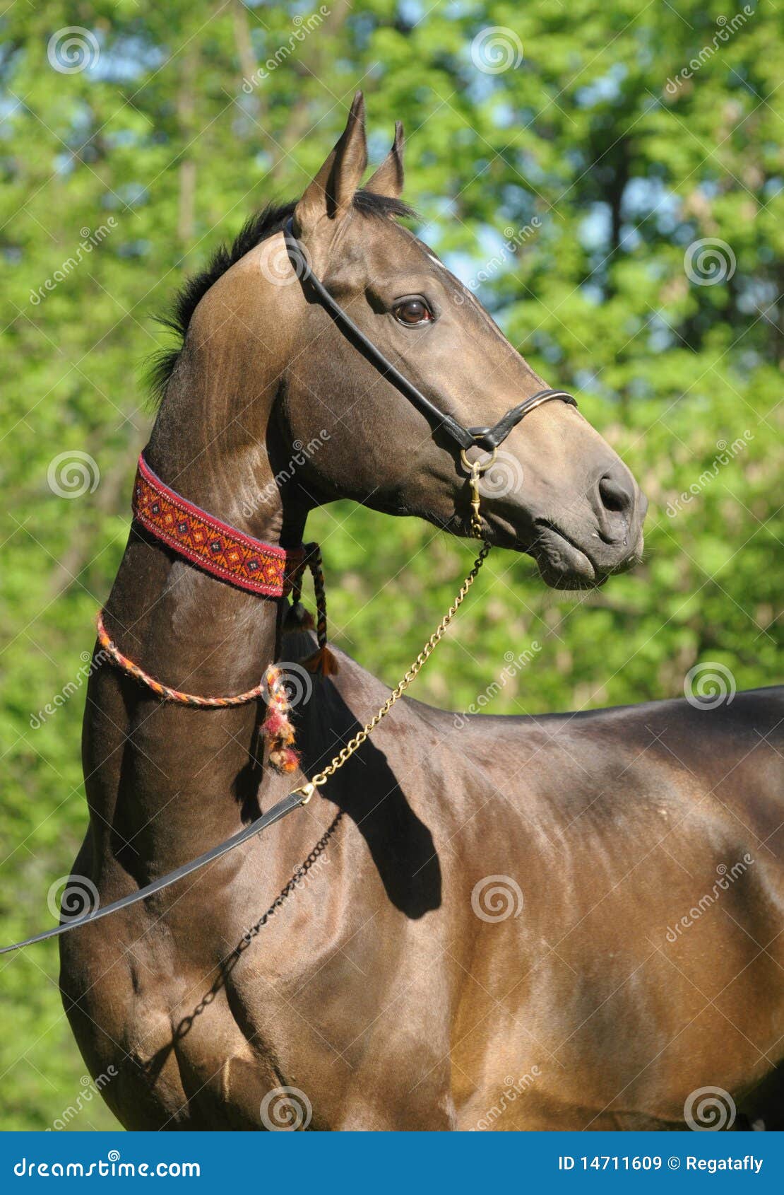 Portrait Of Akhal-teke Stallion Picture. Image: 14711609