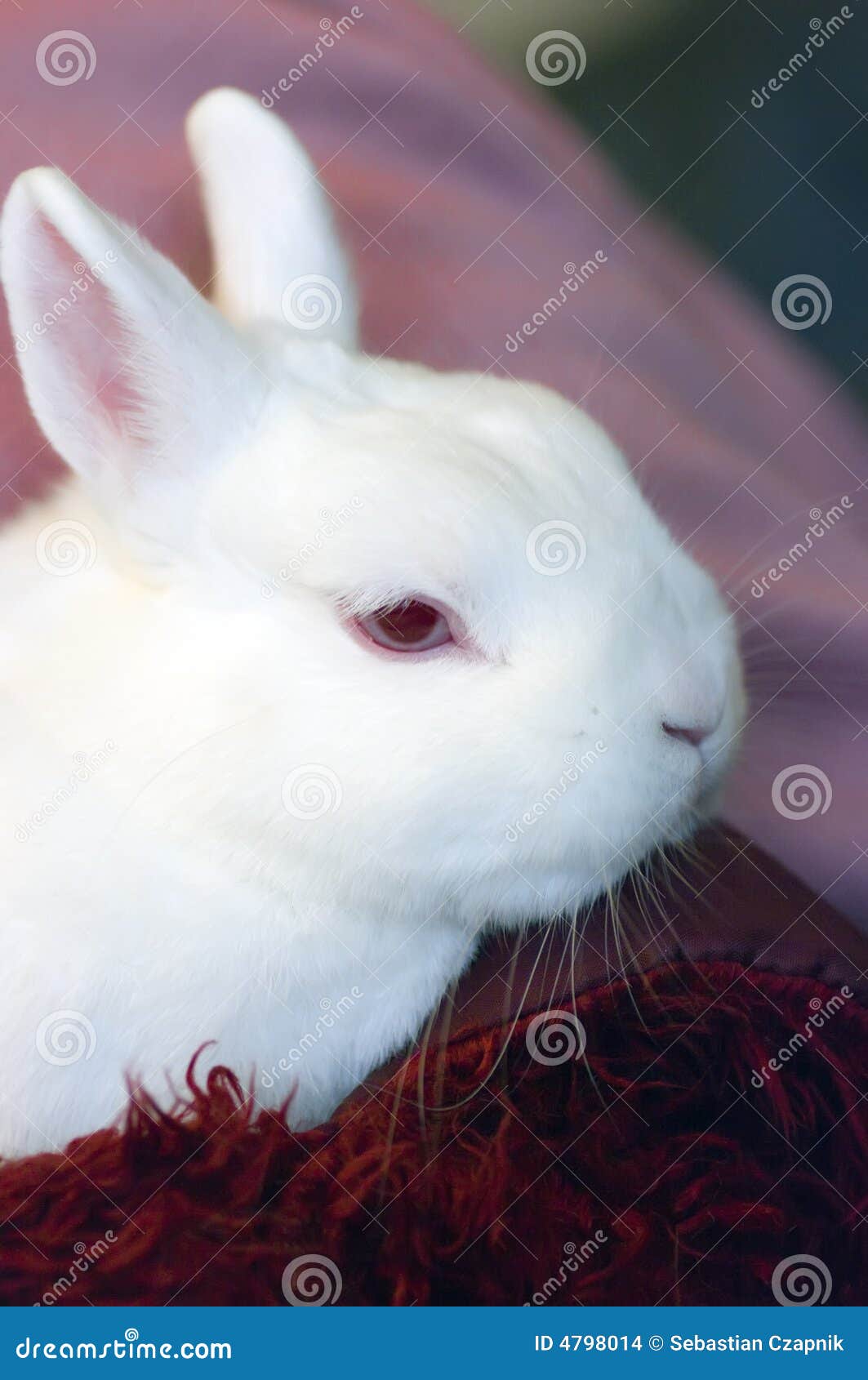 Portrait of albino rabbit stock photo. Image of nose, whiskers - 4798014