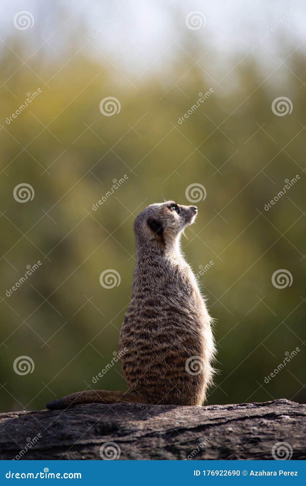 Portrait of an Alert Meerkat on a Log Stock Photo - Image of lookout ...