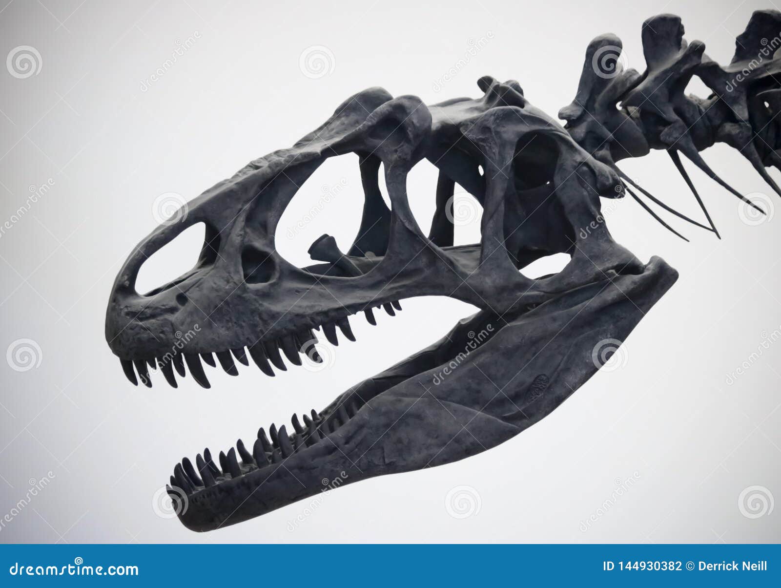 Portrait Of An Allosaur On Black Background Stock Photo | CartoonDealer ...