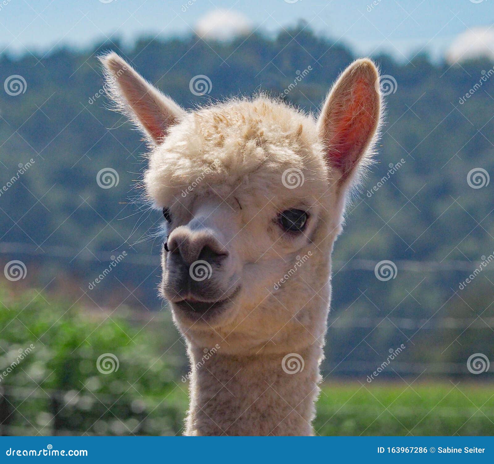 Portrait of an Alpaca Farm Animal Stock Photo - Image of ears, fleece ...