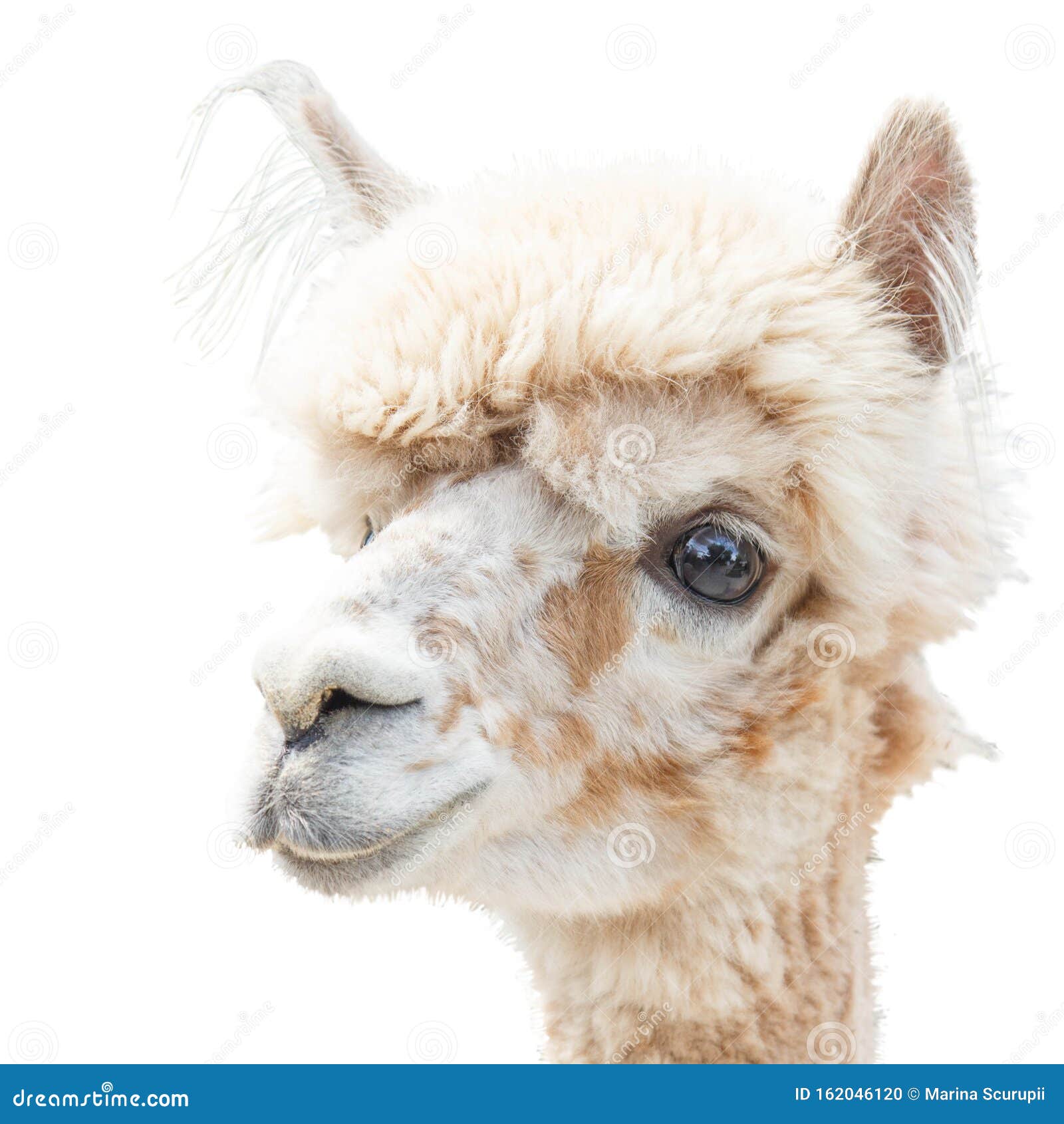 Portrait of an Alpaca Lama Isolated Smiling on a White Stock Photo ...