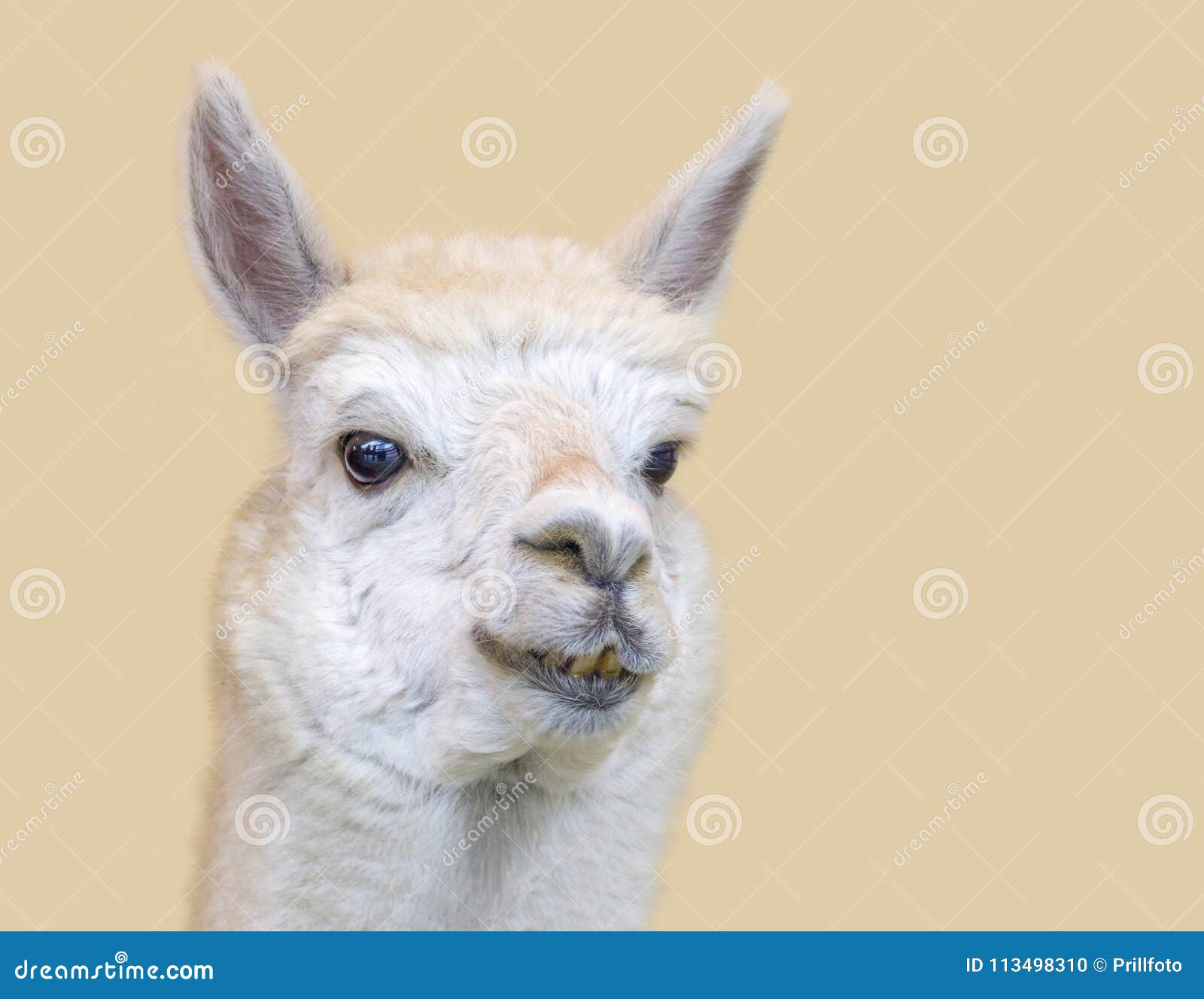 Alpaca portrait stock photo. Image of nature, close - 113498310