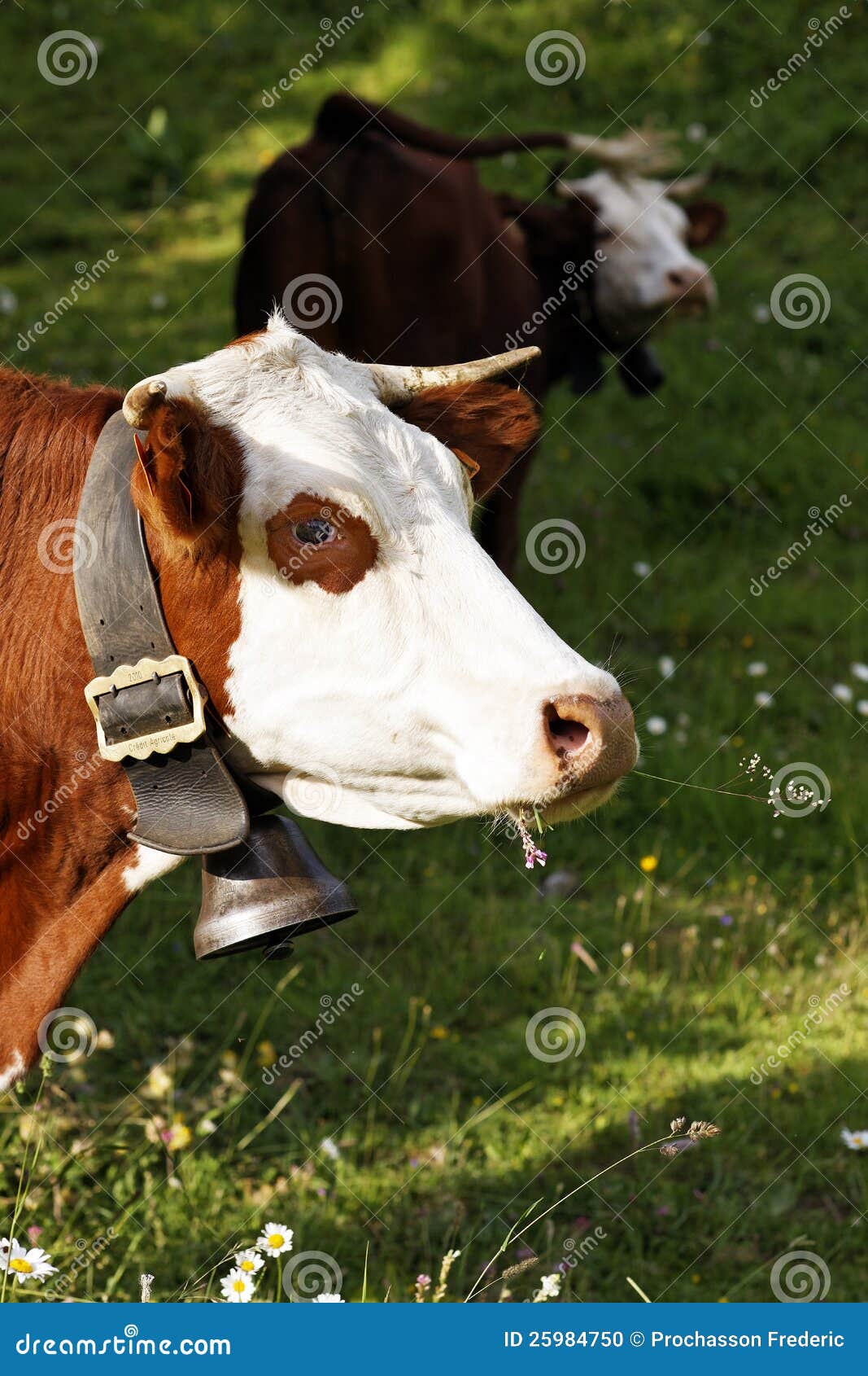 Portrait of Alpine Cow with Bell Stock Photo - Image of country ...