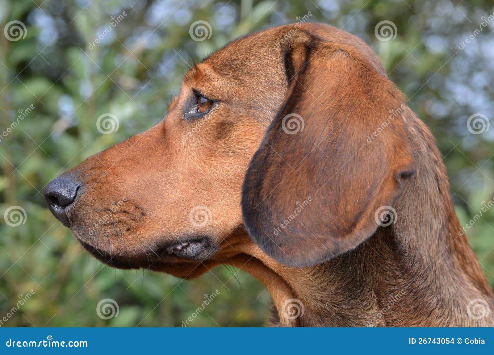 Portrait of an Alpine Dachsbracke Stock Photo - Image of dogs, noses ...