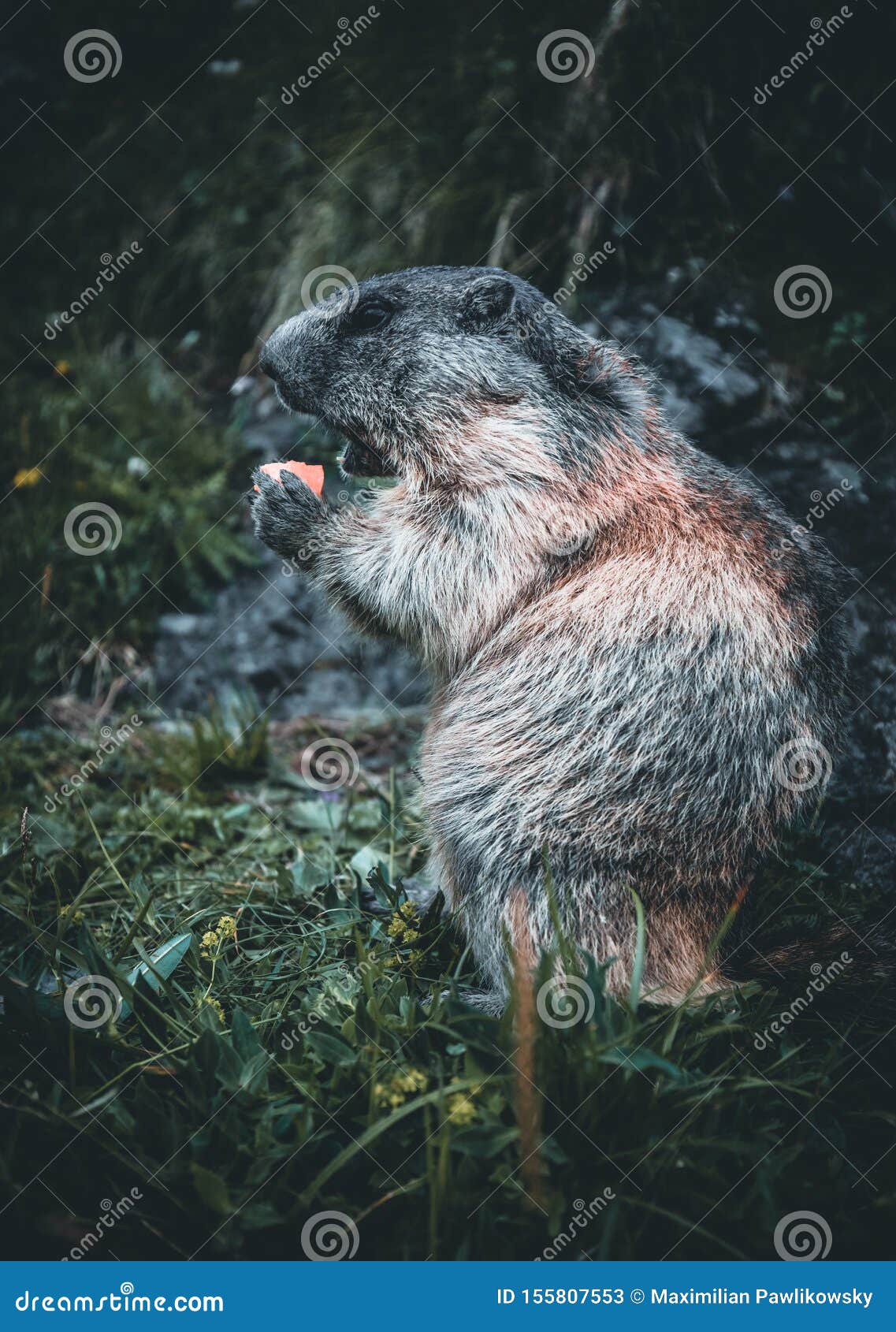 Portrait of Alpine Marmot, Marmot on a Rock in Austria Stock Image ...