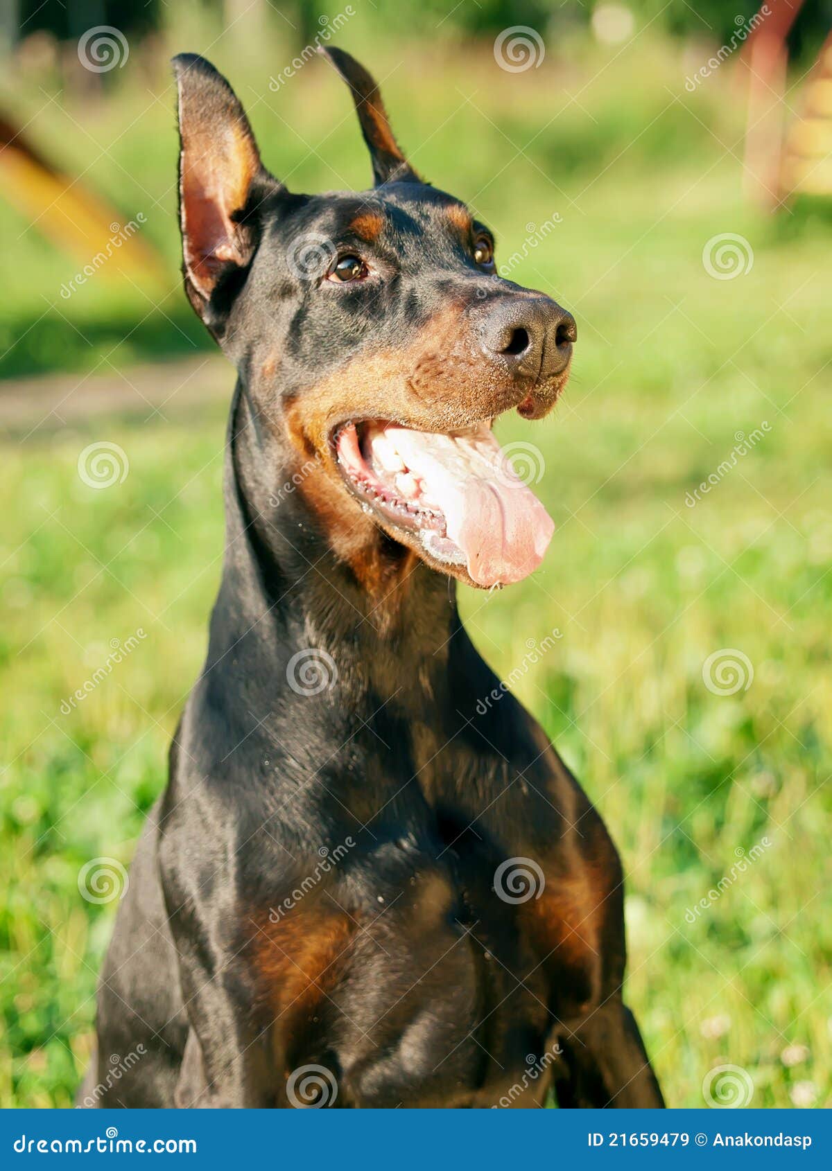 Portrait of Amazing Black Dobermans Stock Image - Image of pose, season ...