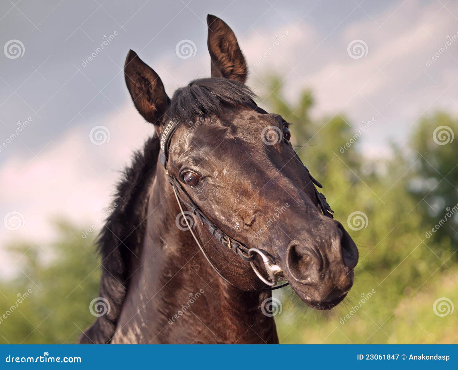 Portrait of Amazing Black Stallion Stock Image - Image of thoroughbred ...