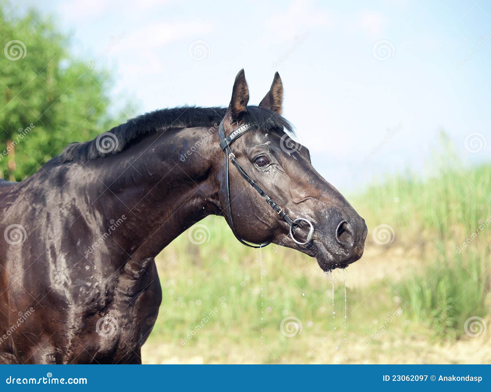 Portrait of Amazing Black Stallion Stock Image - Image of equine ...