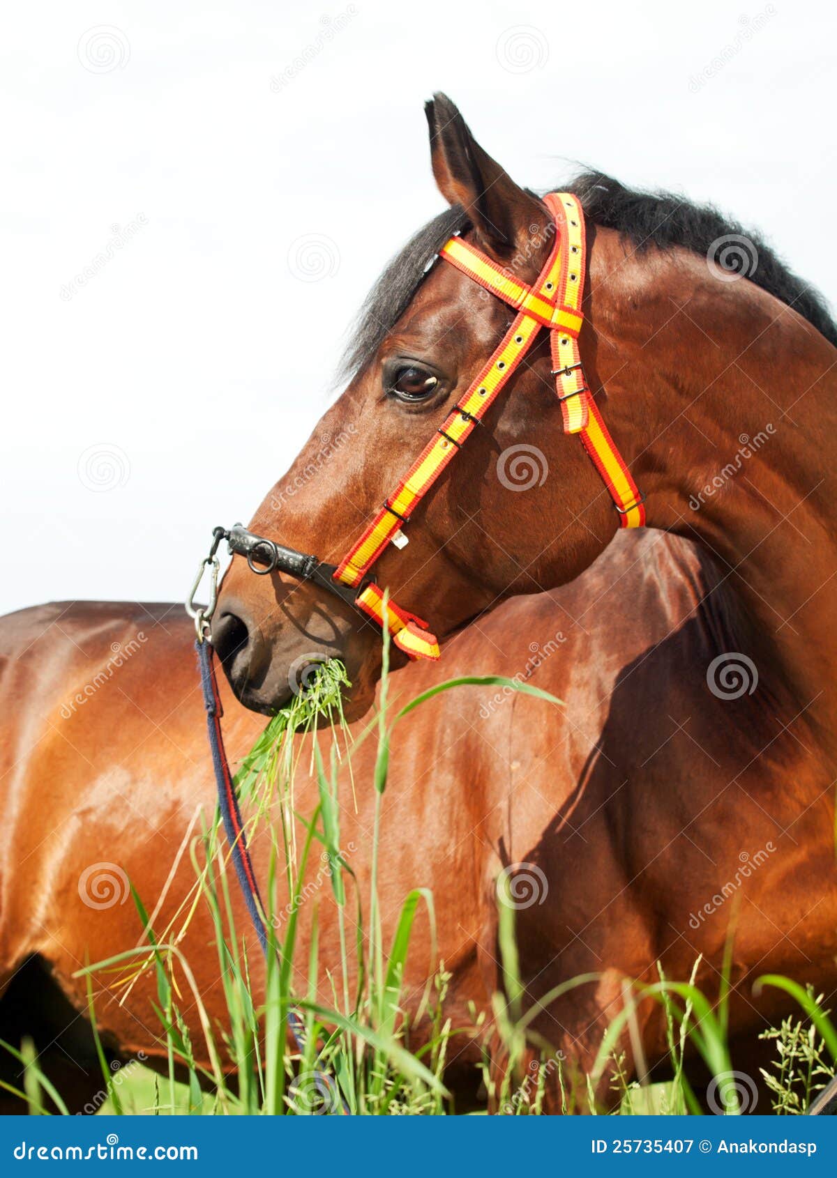 Portrait of Amazing Breed Stallion Stock Image - Image of gelding ...
