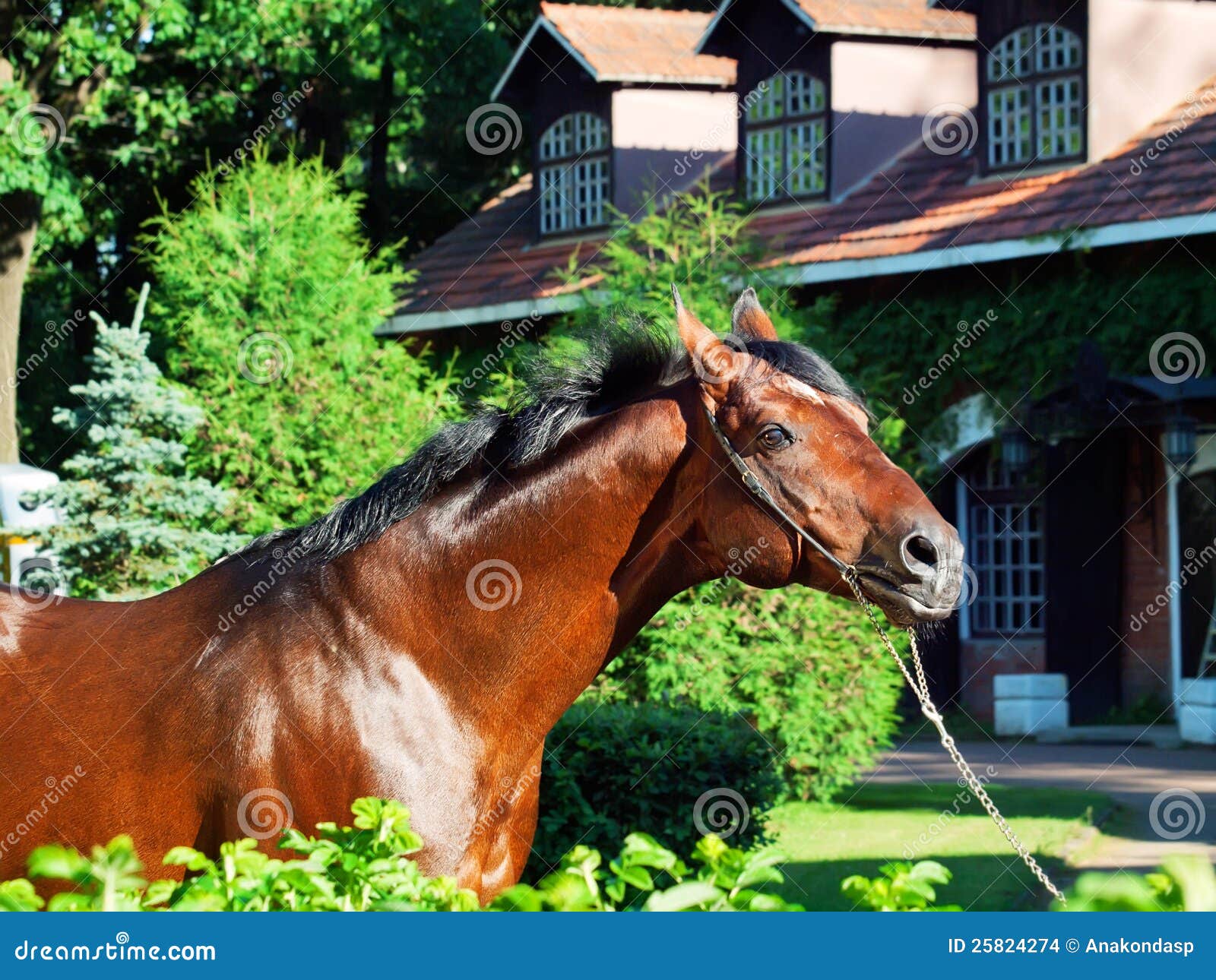 Portrait of Amazing Breed Stallion Stock Photo - Image of trakehner ...