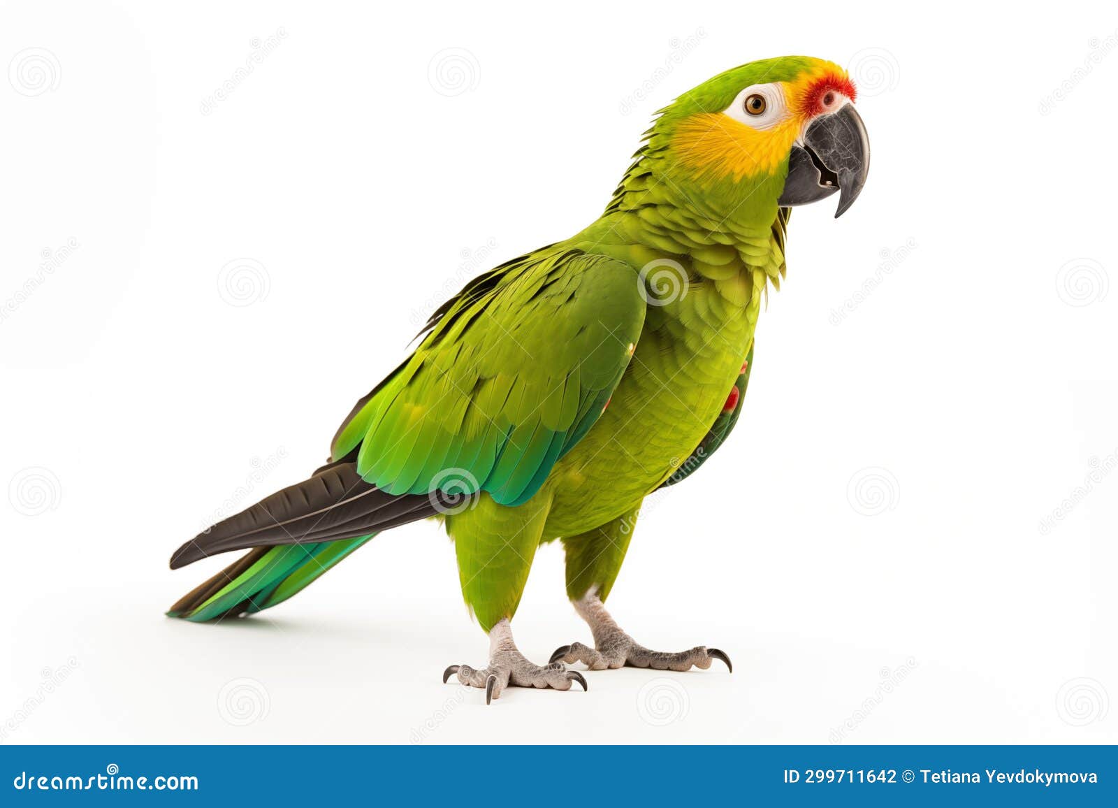Portrait of Amazon Parrot Isolated on a White Background. Side View ...