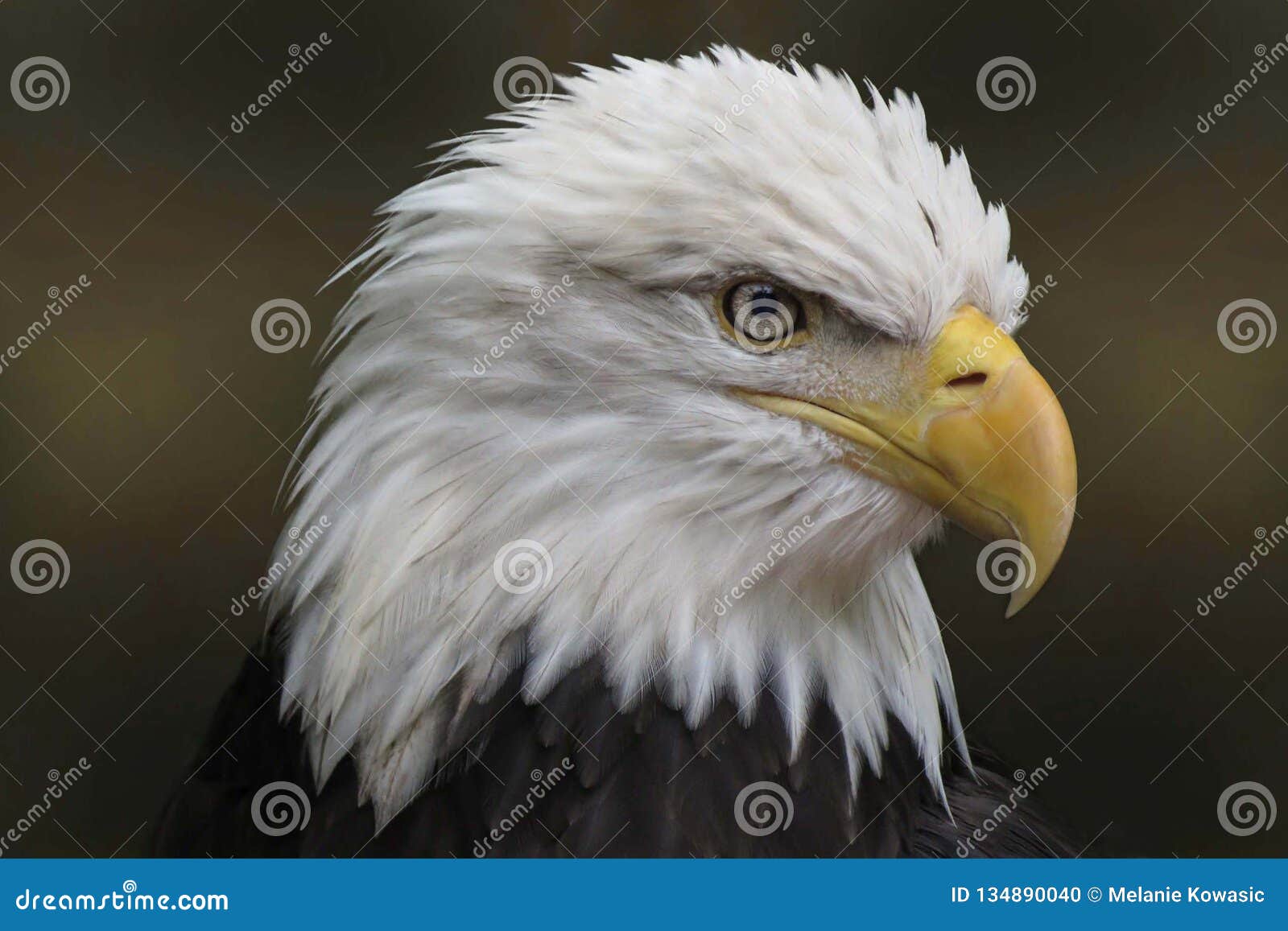 Portrait of the American Bald Eagle Stock Photo - Image of bald ... Portrait of the American Bald Eagle Stock Photo - Image of bald ...
