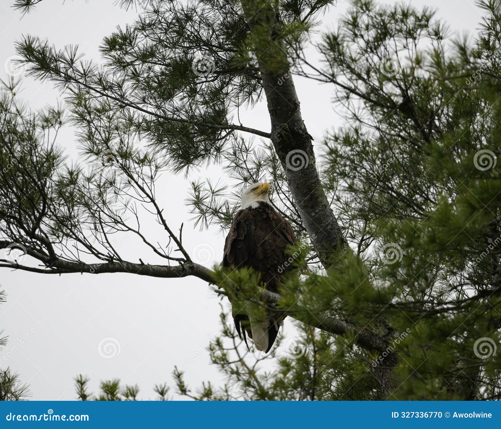 American Bald Eagle Perched in Tree Side View Stock Photo - Image of ...