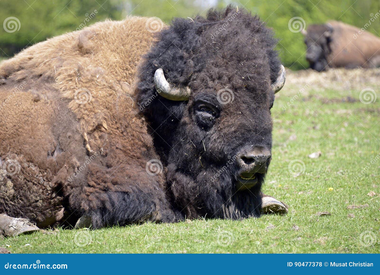 Portrait American bison stock photo. Image of artiodactyla - 90477378