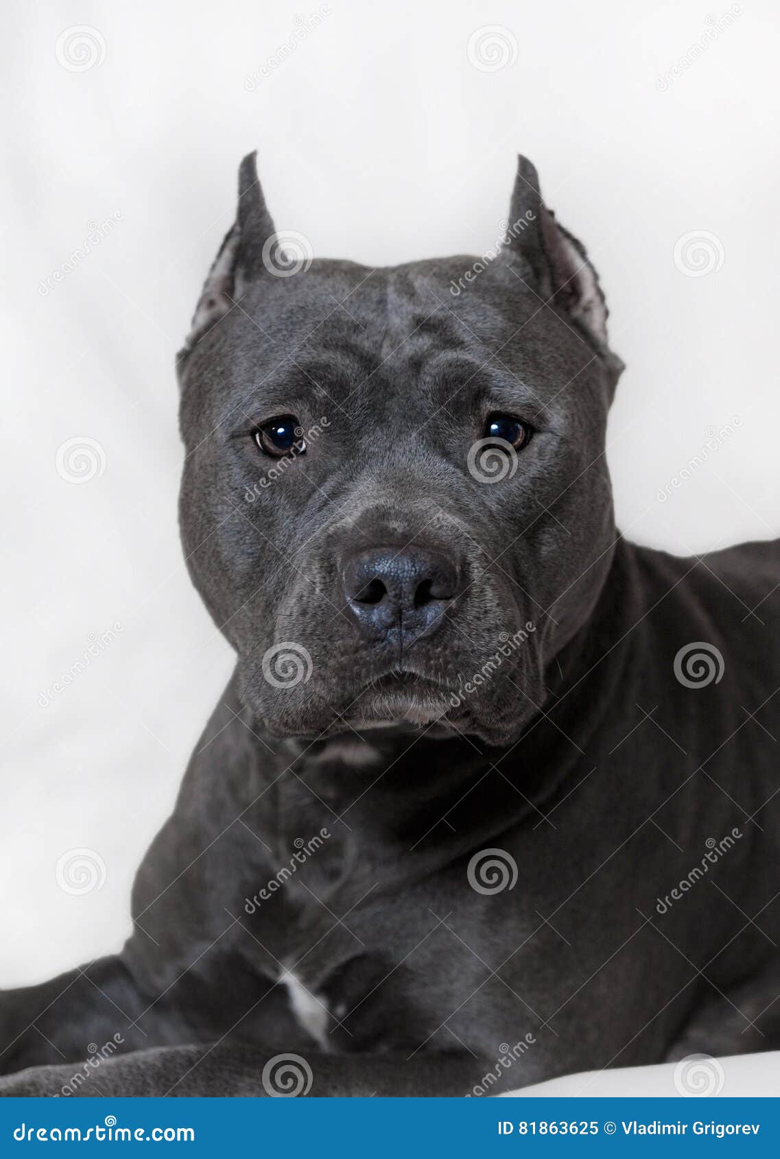 Portrait of an American Bully Stock Image - Image of short, beautiful ...