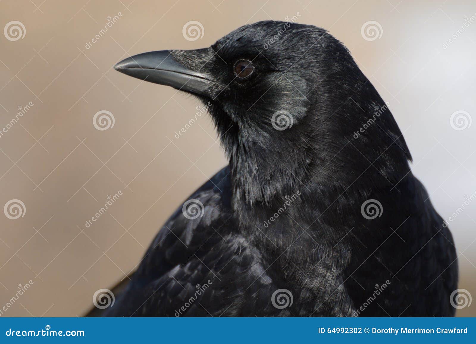 Portrait of American crow stock photo. Image of wildlife - 64992302