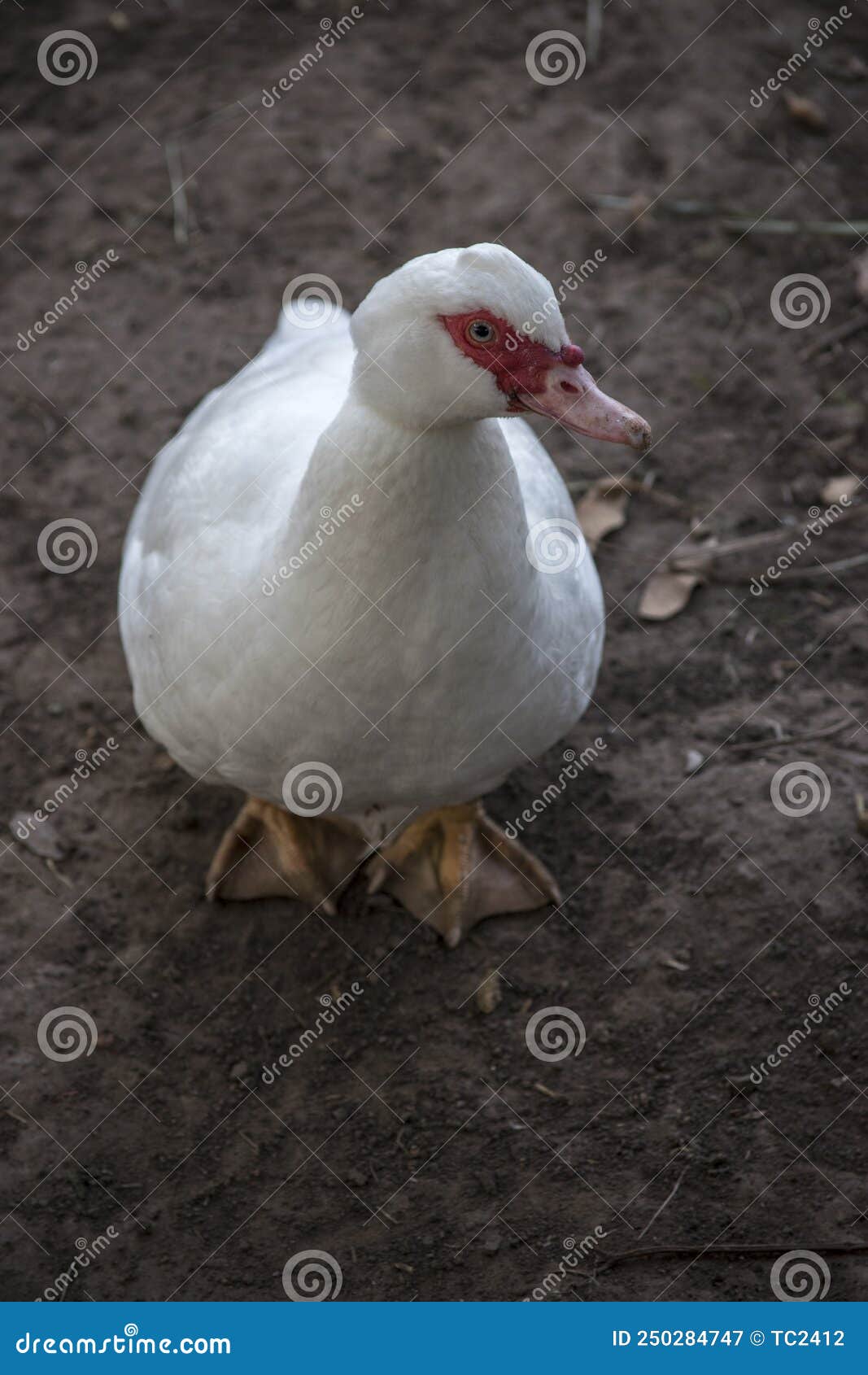 Portrait of an American Peking Duck Stock Image - Image of outdoor ...