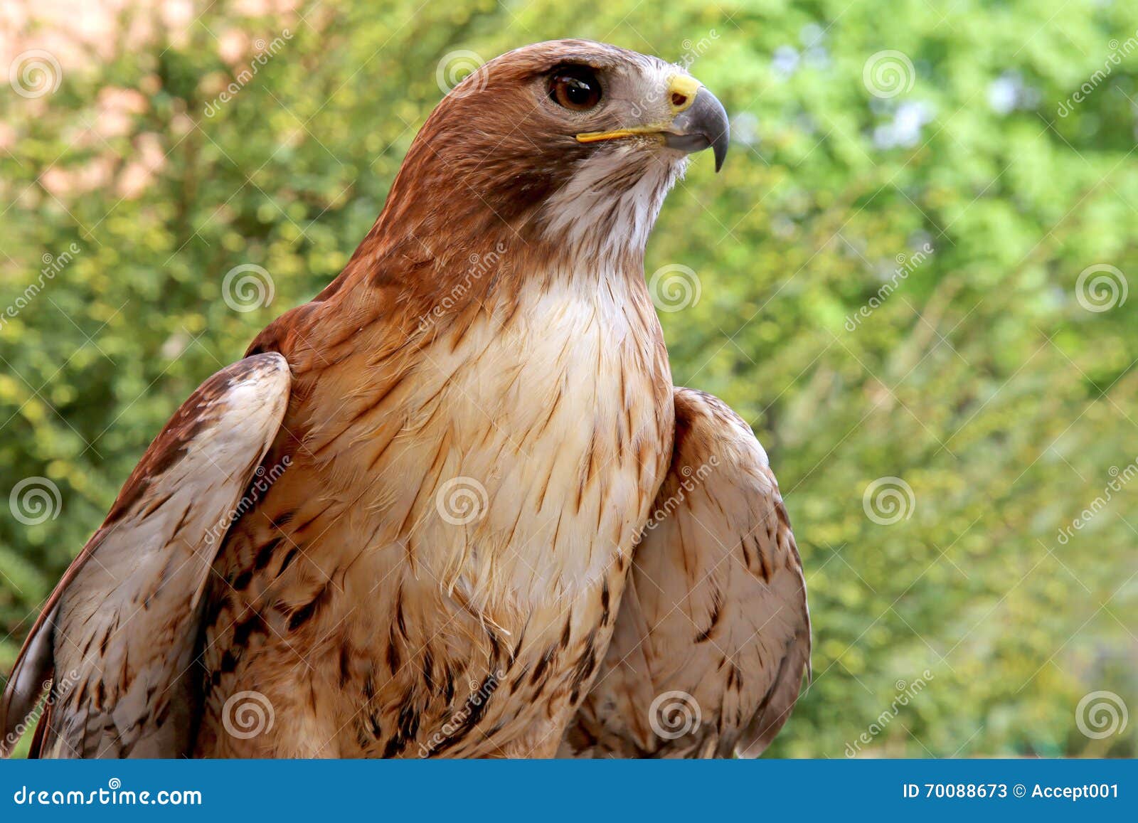 Portrait of an American Red-tailed Hawk Stock Image - Image of majestic ...