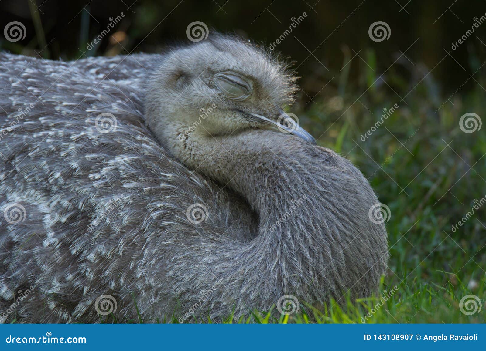Common rhea or emu stock image. Image of animals, flight - 143108907