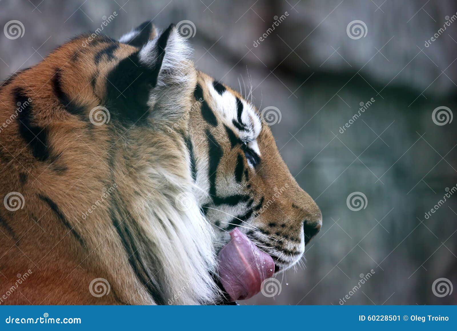 Portrait of the Amur Tiger Licking Stock Image - Image of orange, hair ...