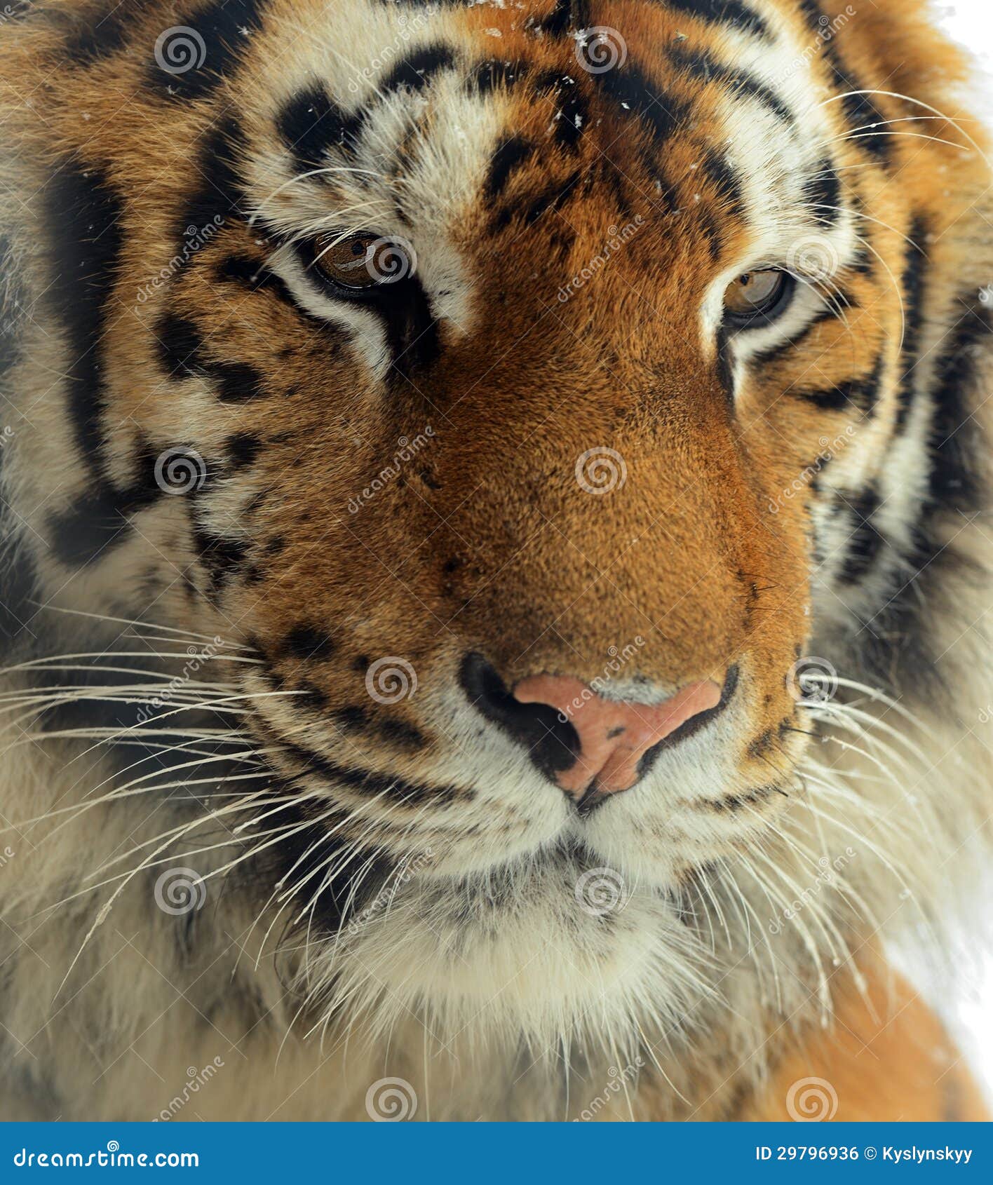 Tiger stock photo. Image of animal, expression, fauna - 29796936