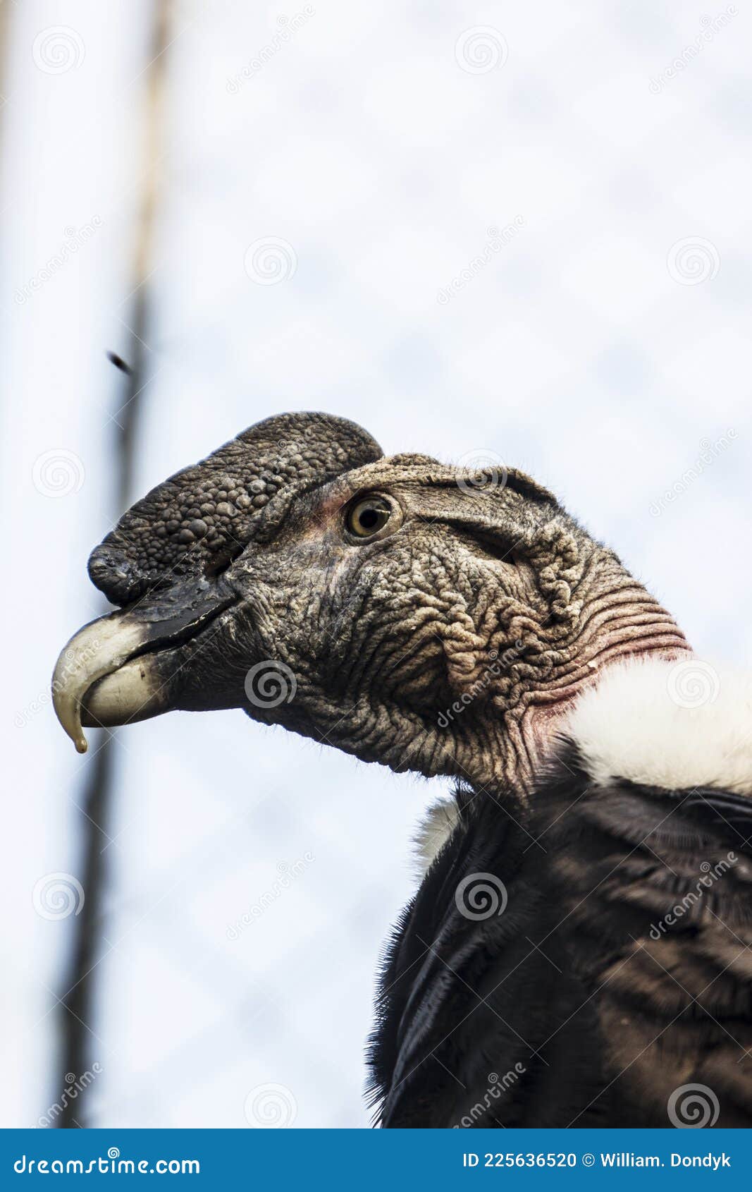 Portrait of Andean Condor at the Zoo Stock Photo - Image of brown ...
