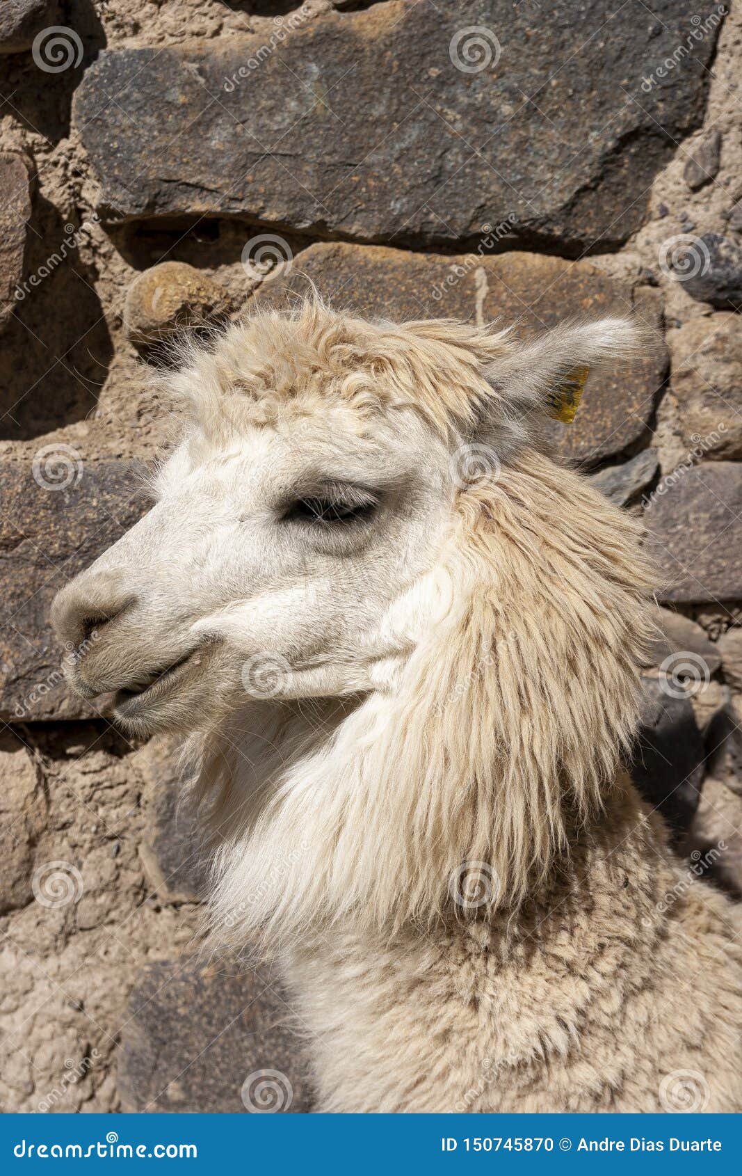 Portrait of an Andean White Llama Stock Photo - Image of inca ...