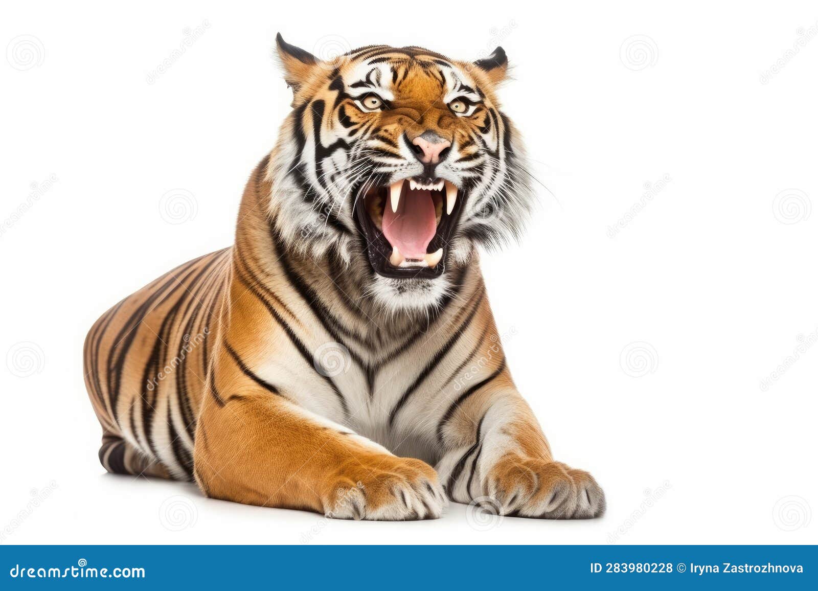 Portrait of an Angry Aggressive Tiger on a White Background Stock ...